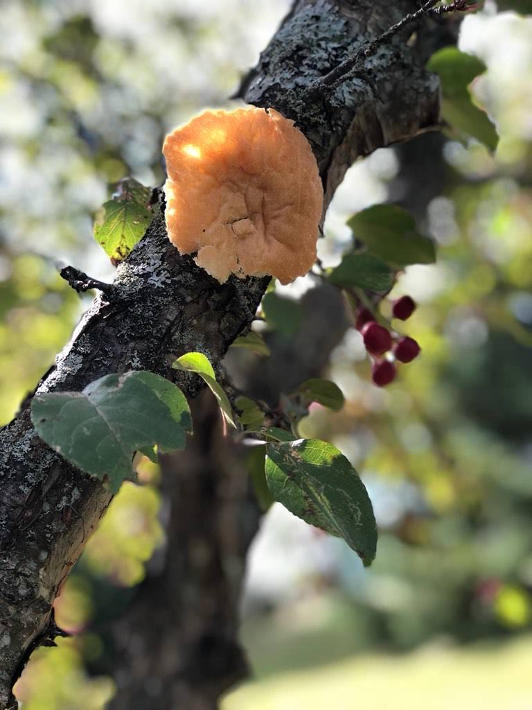 Sun kissed slider bun on a crabapple tree. Simply breathtaking | Scrolller