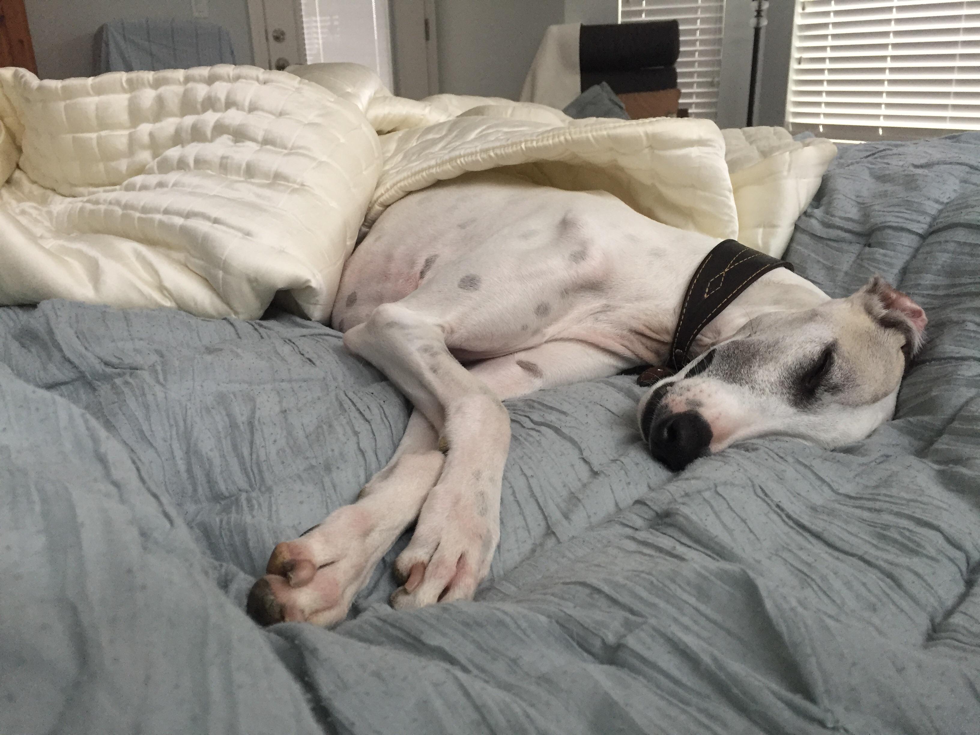 Discover more like Whippets: Sunday Morning Laze and Related Content | Scrolller