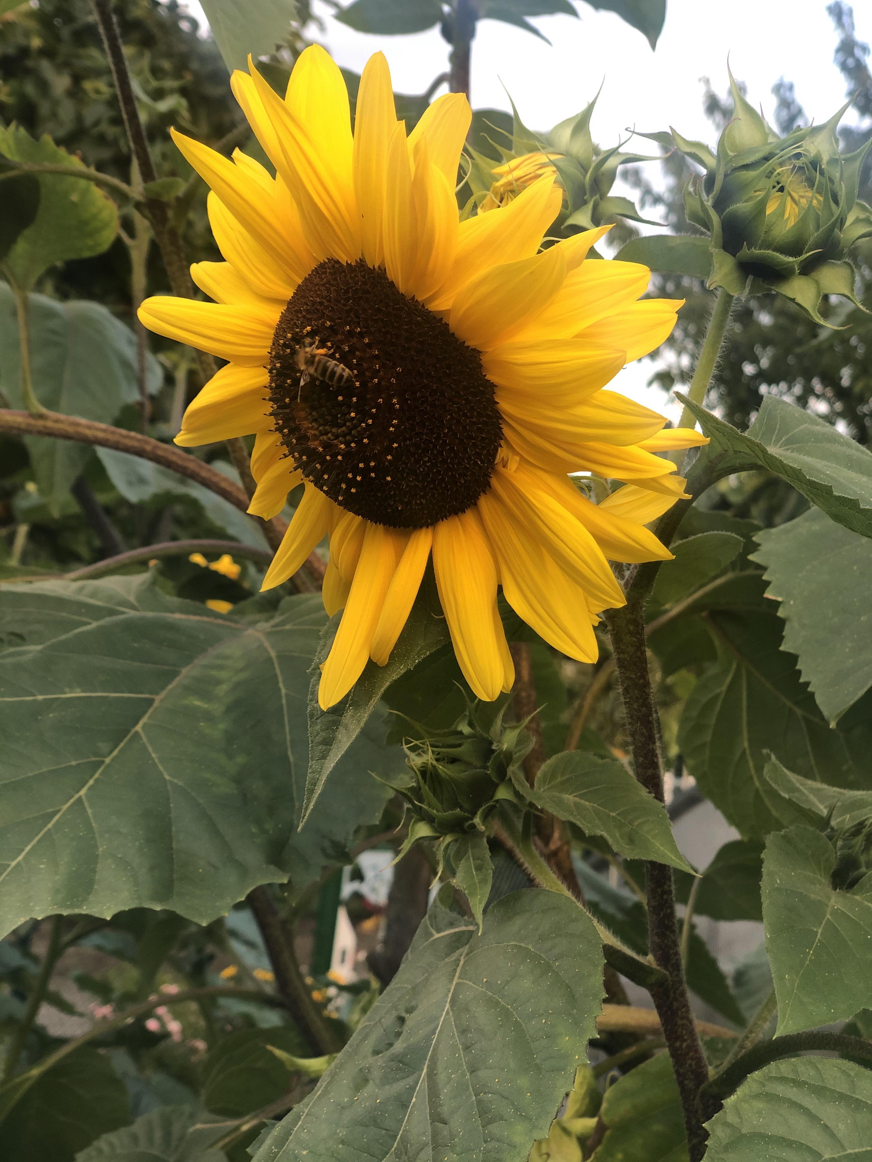 Sunflower | Scrolller