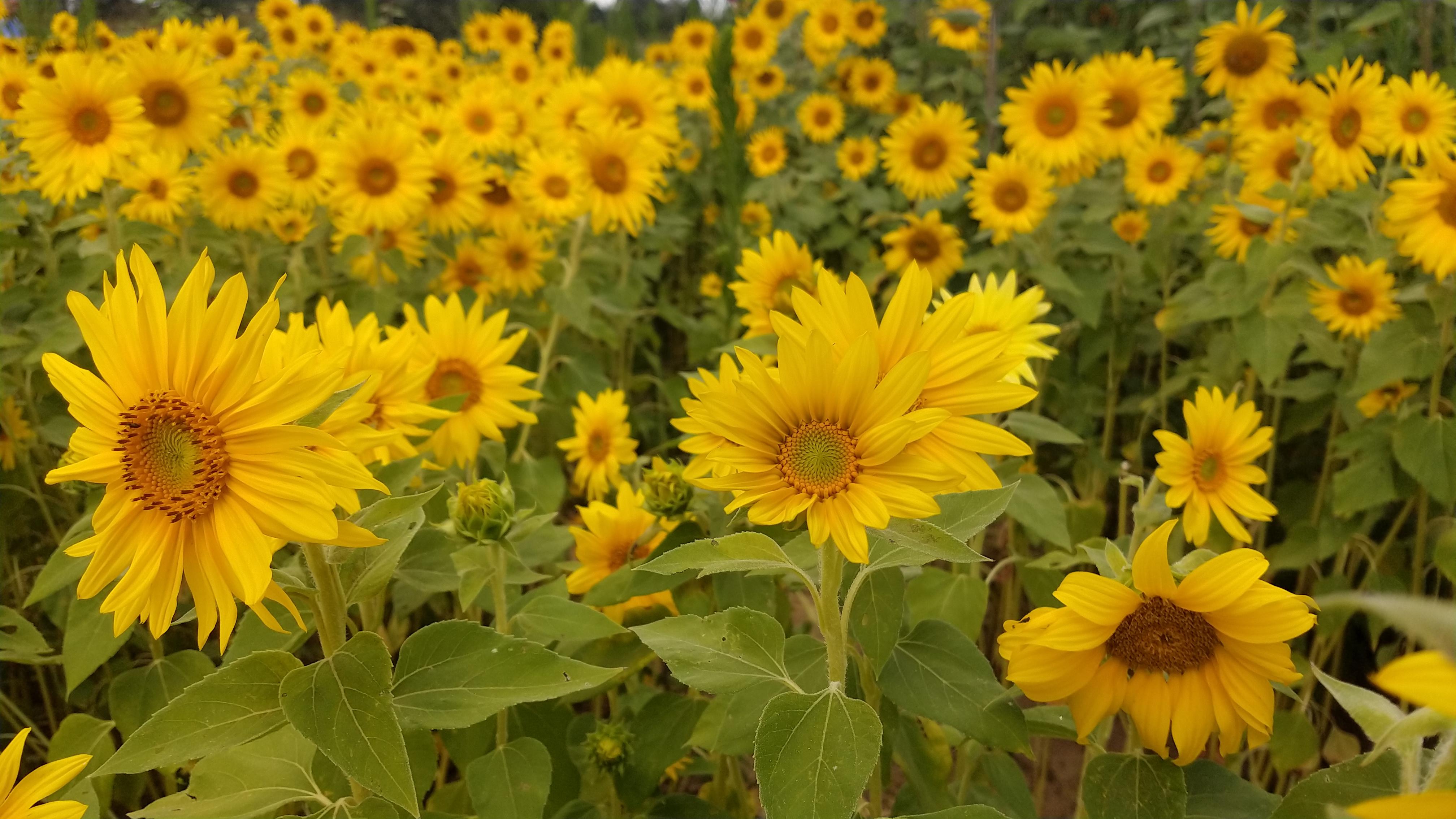 Sunflower field. 🌻 | Scrolller