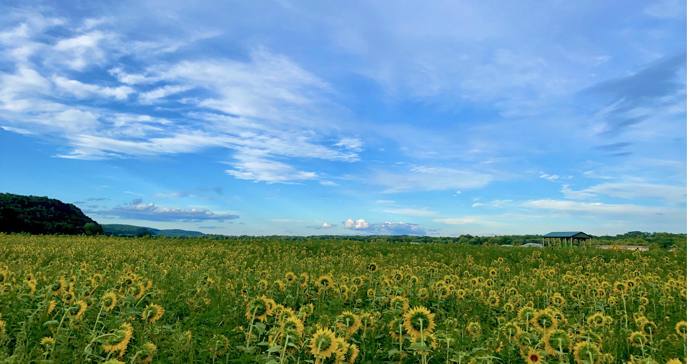 Sunflower field before Isaias ruined it 😐 | Scrolller