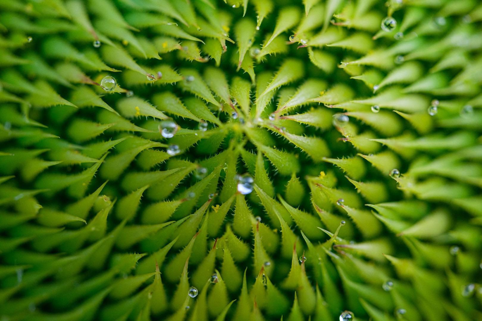 Sunflower. Shot with XT-3 and 80mm f2.8 | Scrolller