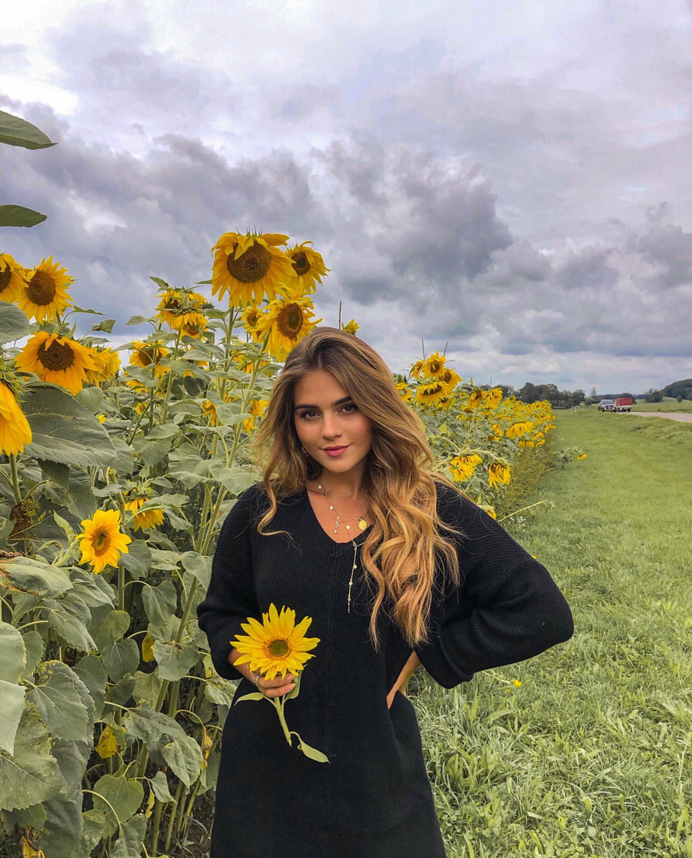 Sunflowers | Scrolller