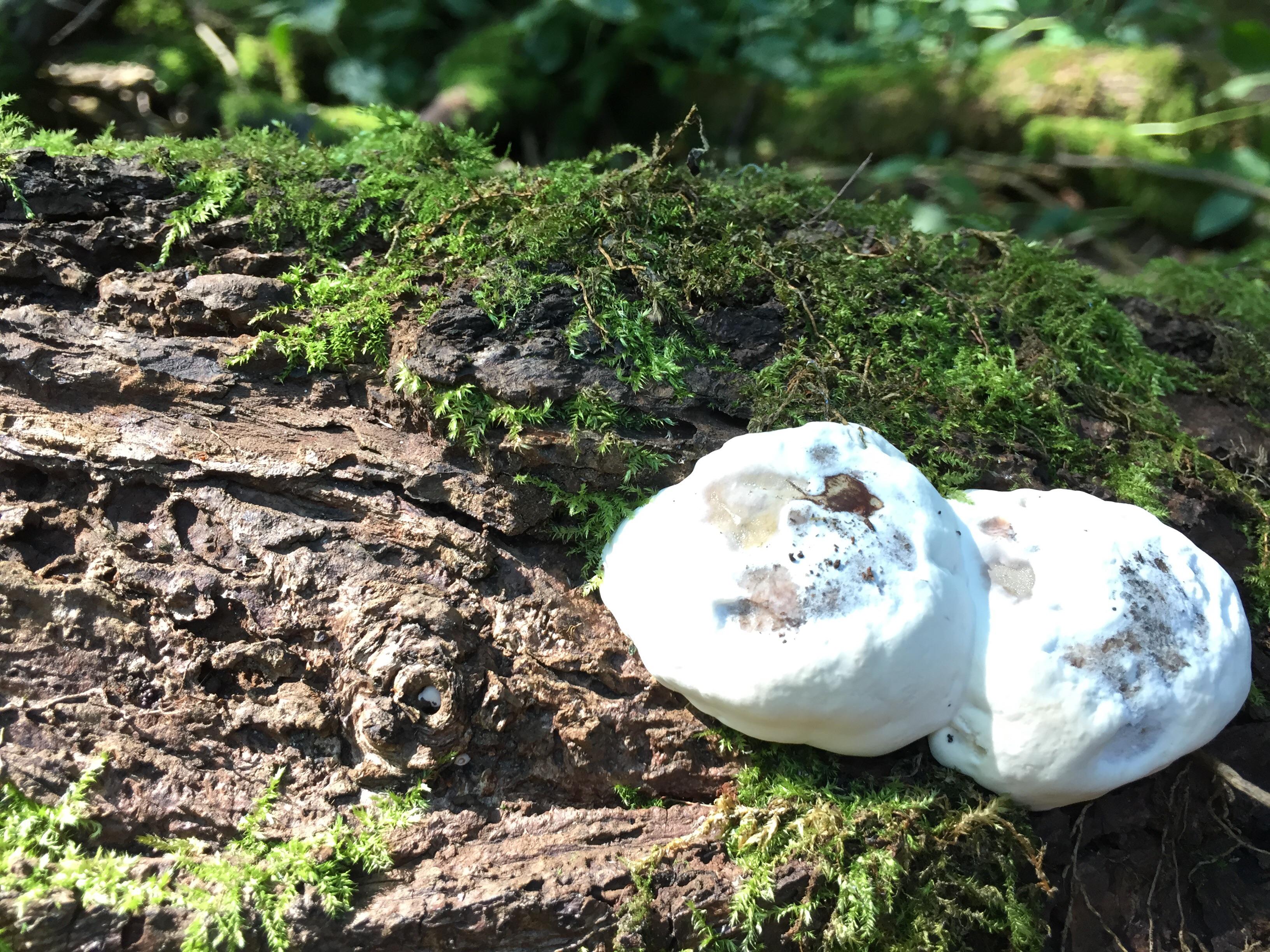 sunny moss log with fungus 💚 | Scrolller