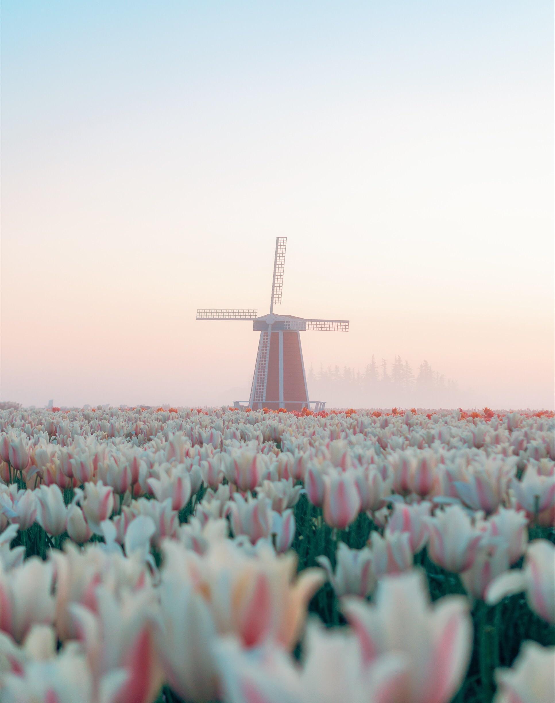 Sunrise at the Wooden Shoe Tulip Festival | Scrolller