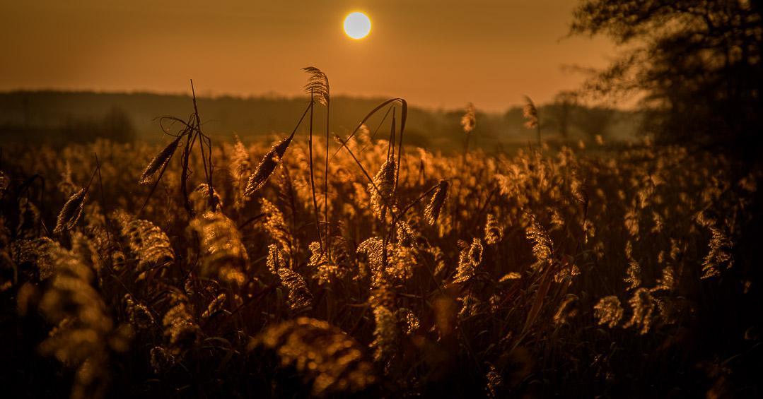 sunrise over golden fields reminds you of classic Gladiator scene | Scrolller
