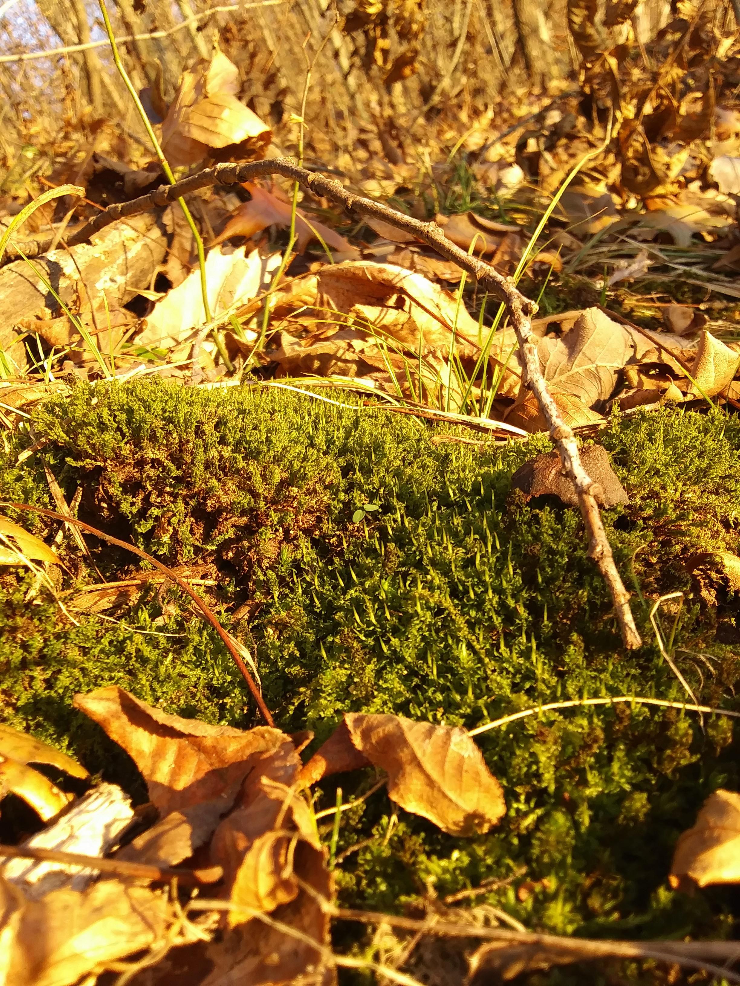 Sunset moss | Scrolller