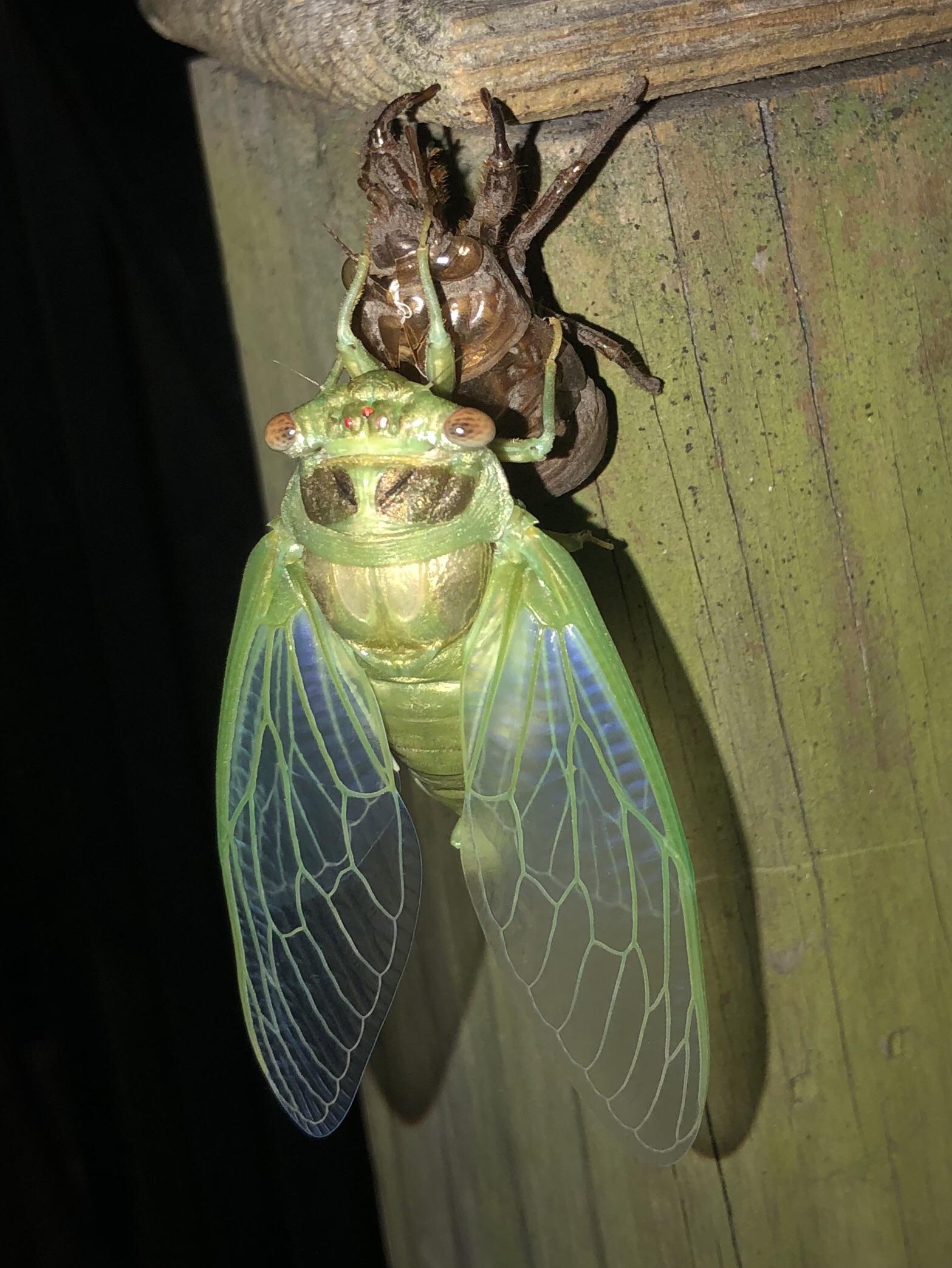 Super cool Cicada | Scrolller