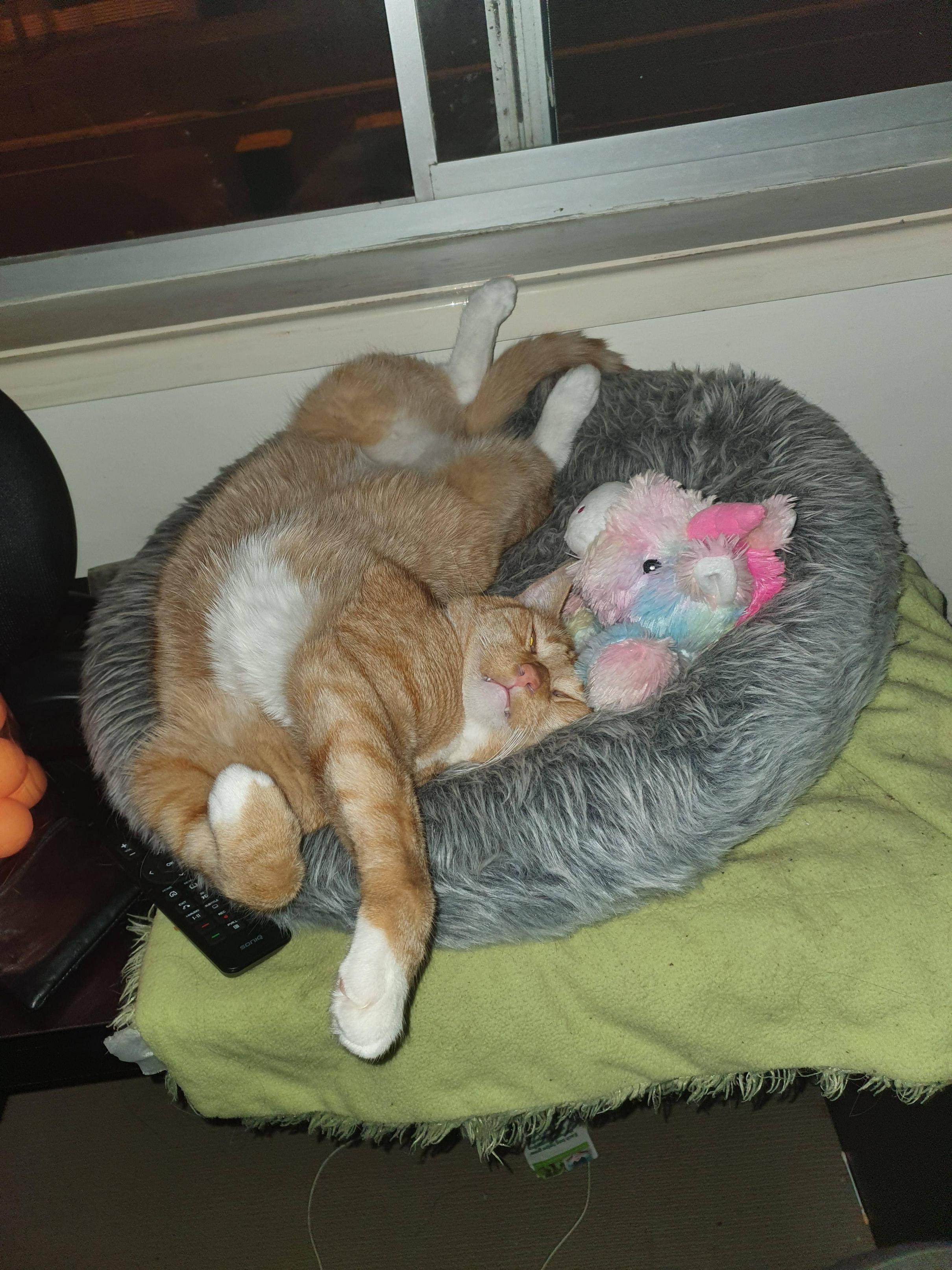 Sure Archie - this is a normal sleeping position. | Scrolller