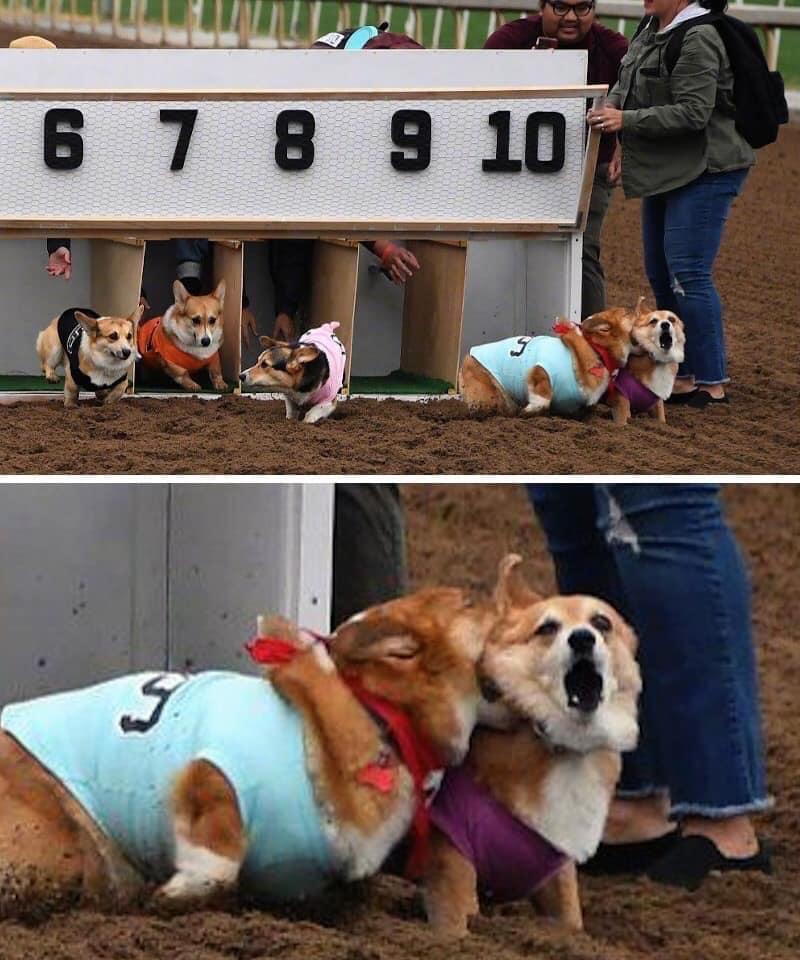 Surprise attack | Scrolller