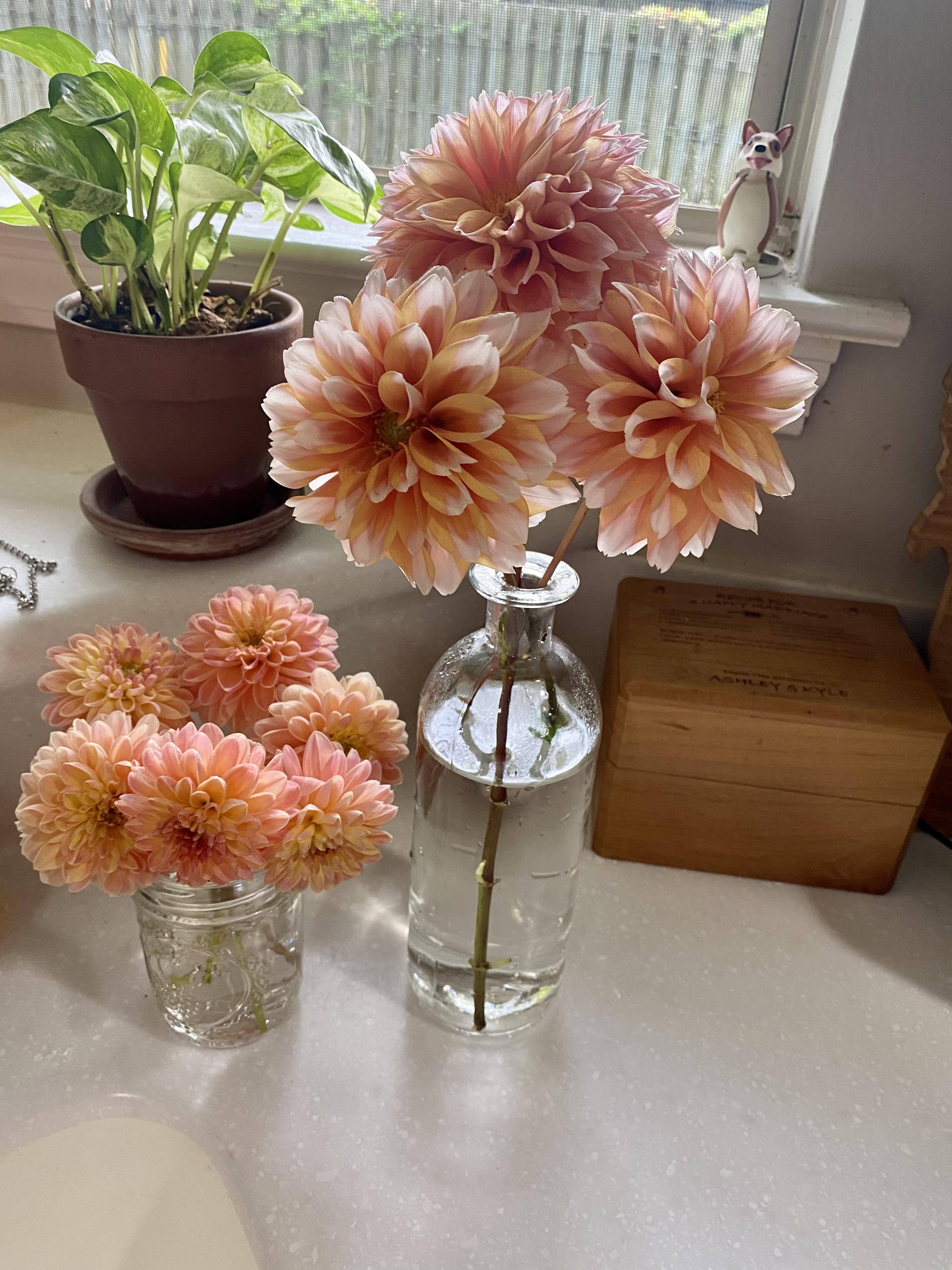 Surprised to see I’ve still got some Dahlias blooming | Scrolller