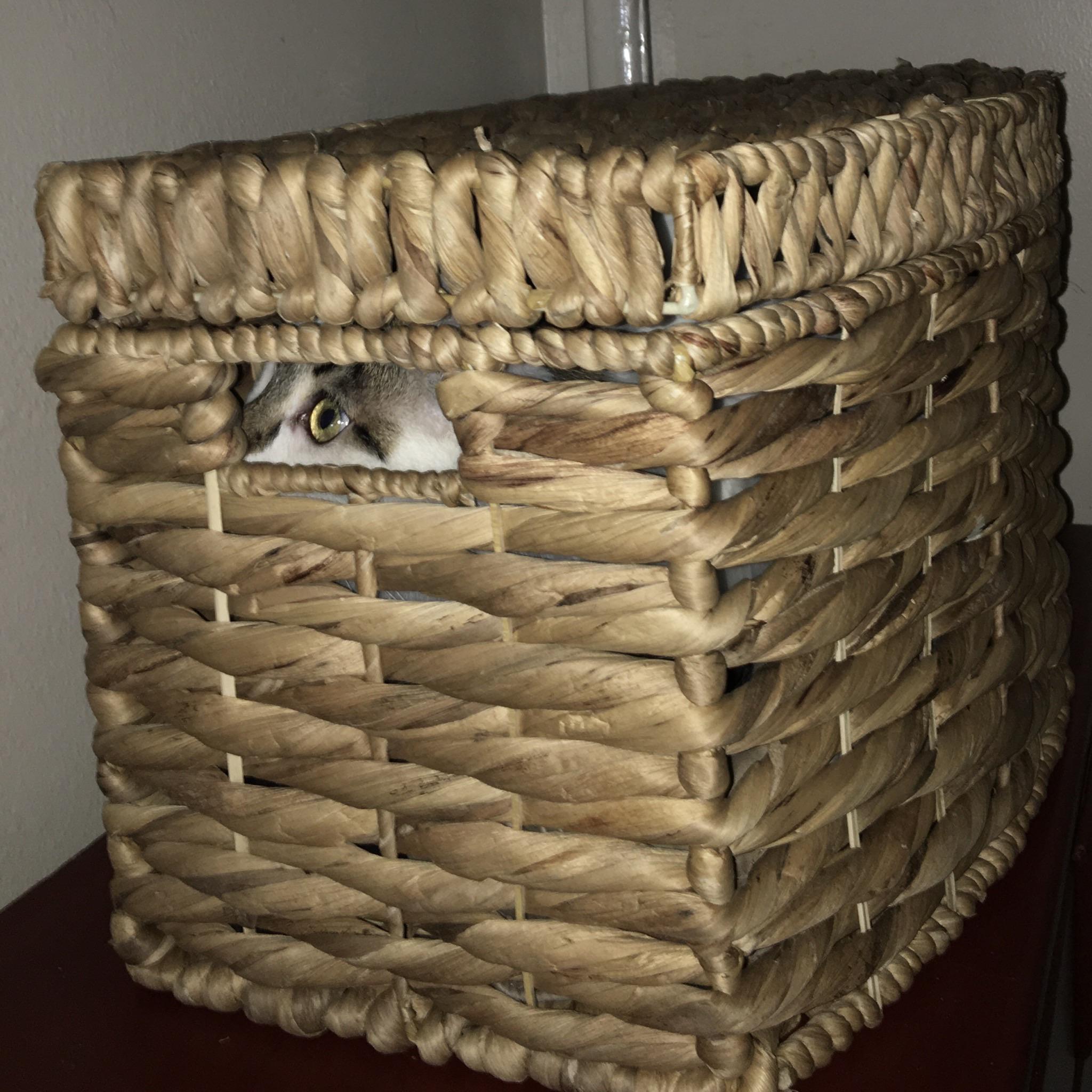 Surprisingly cozy cat trap | Scrolller