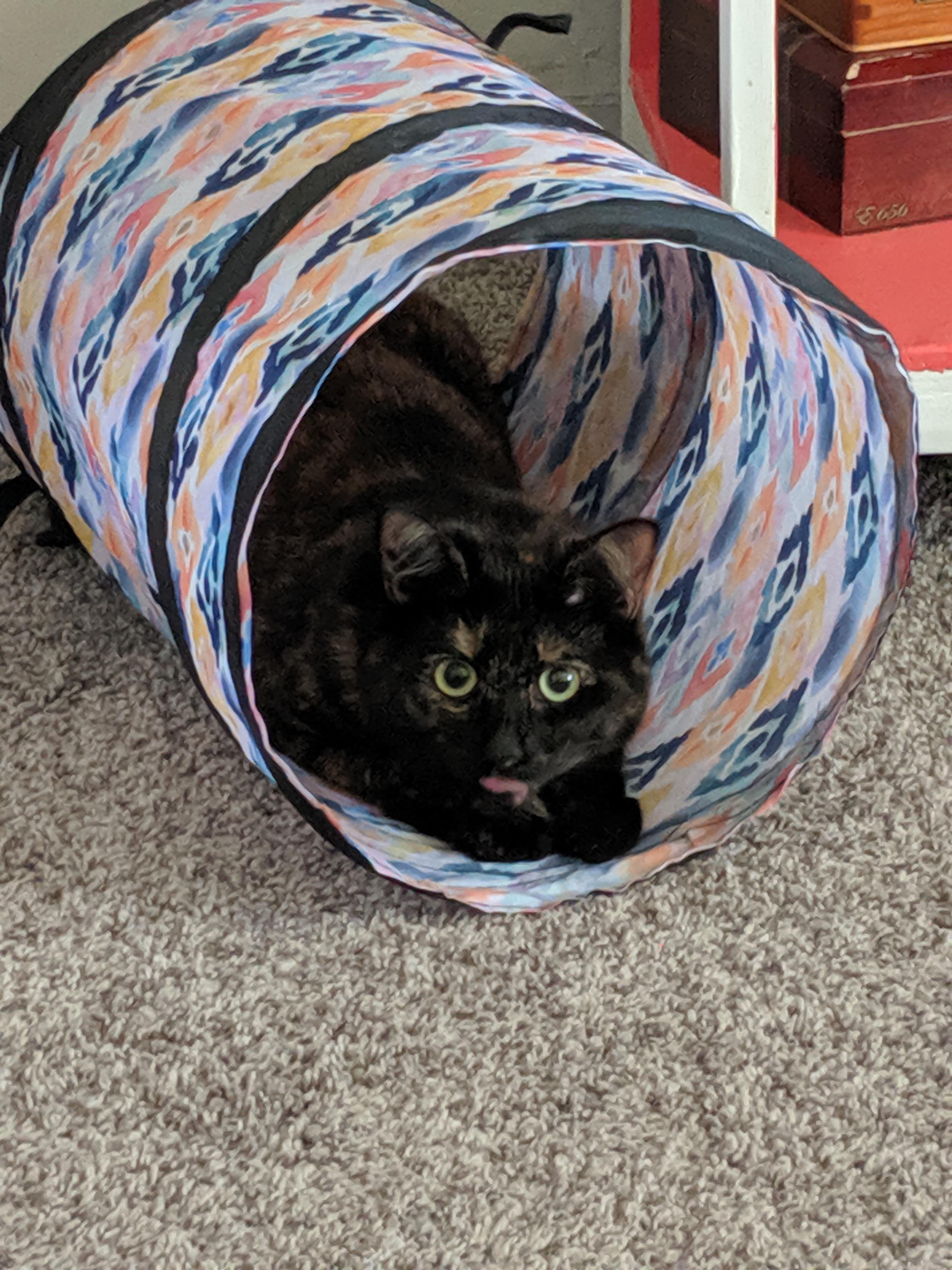 Sushi in her ambush tunnel. | Scrolller