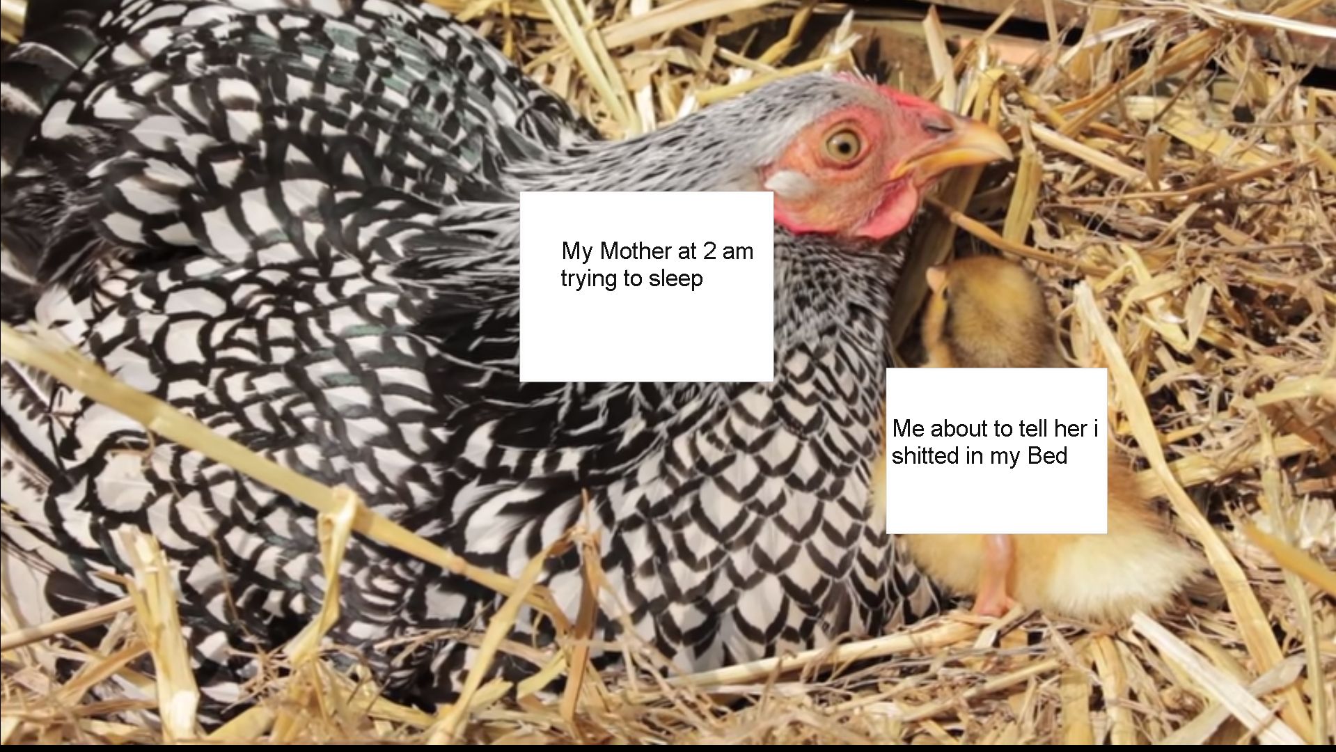 Sweet chickens. | Scrolller