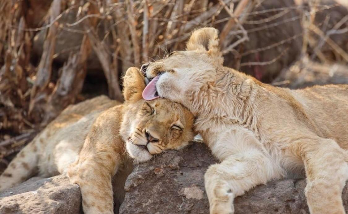 Sweet Cuddling Little Lion Cubs | Scrolller