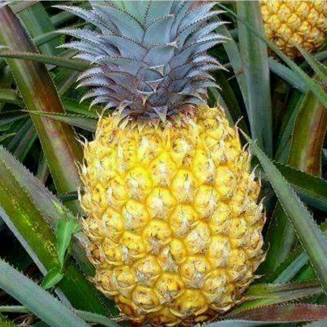 Sweet Pineapple | Scrolller