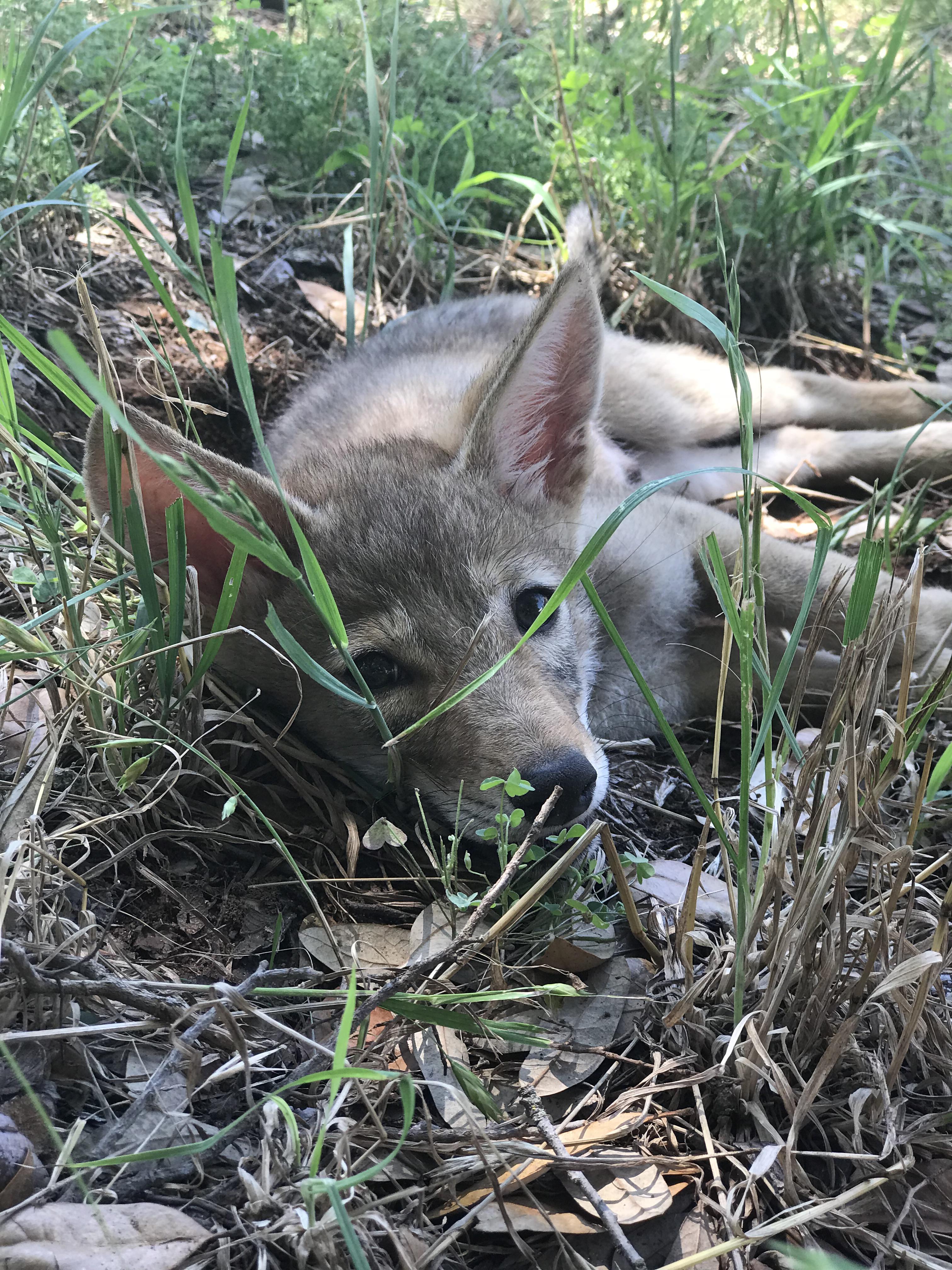 Sweet pup | Scrolller