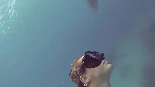 Swimming with a whale shark | Scrolller