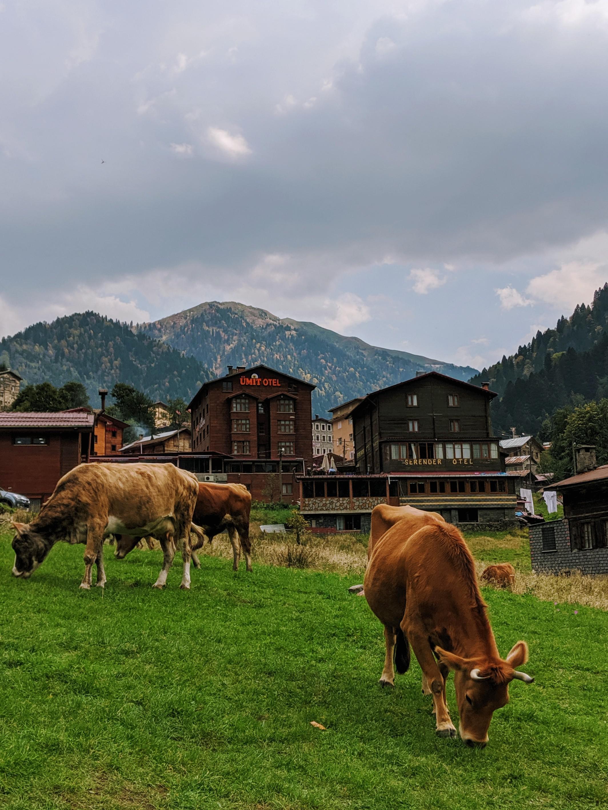 Swiss Alps? No, Hamshen mountains! | Scrolller