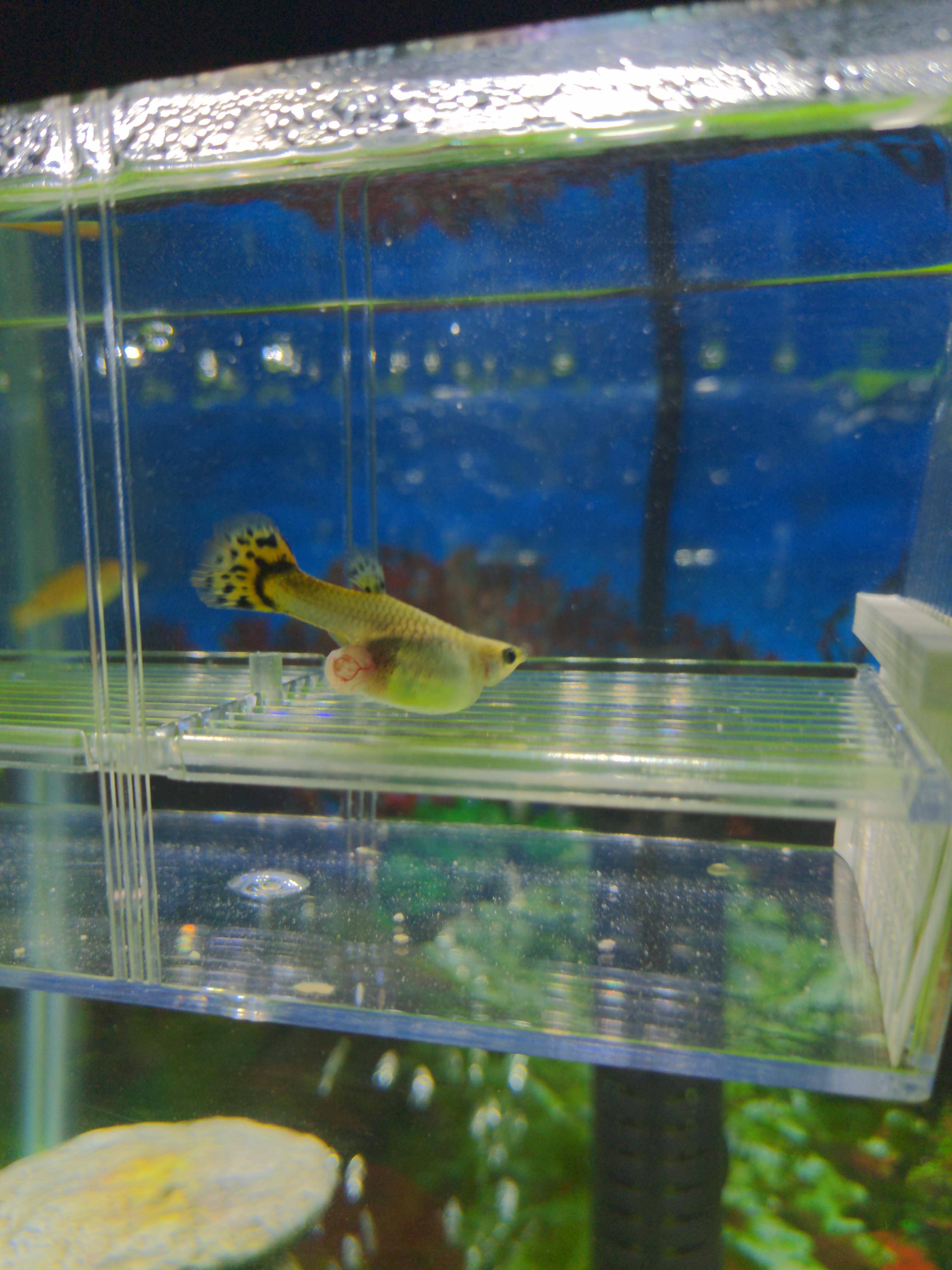 Swollen anus in female guppy, a week after giving birth. What to do? | Scrolller