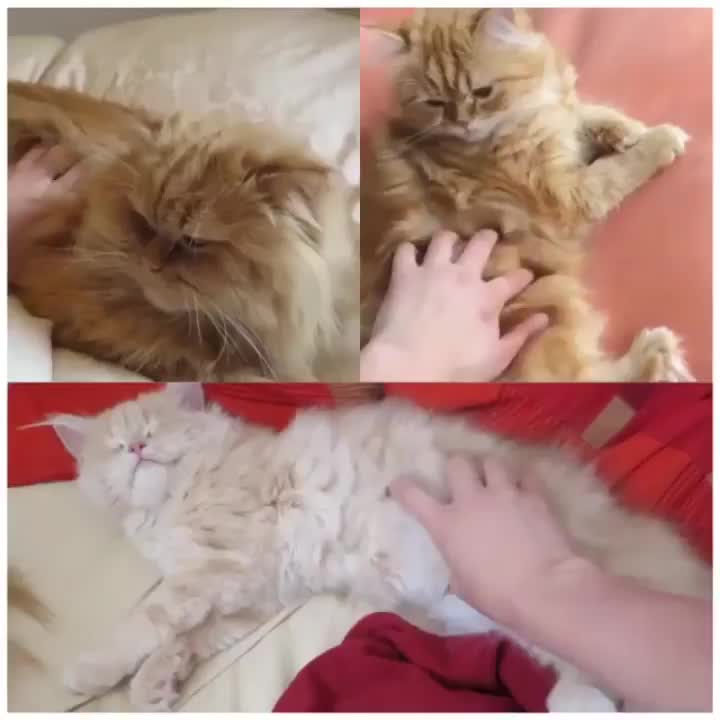 Synchronized cuddling | Scrolller