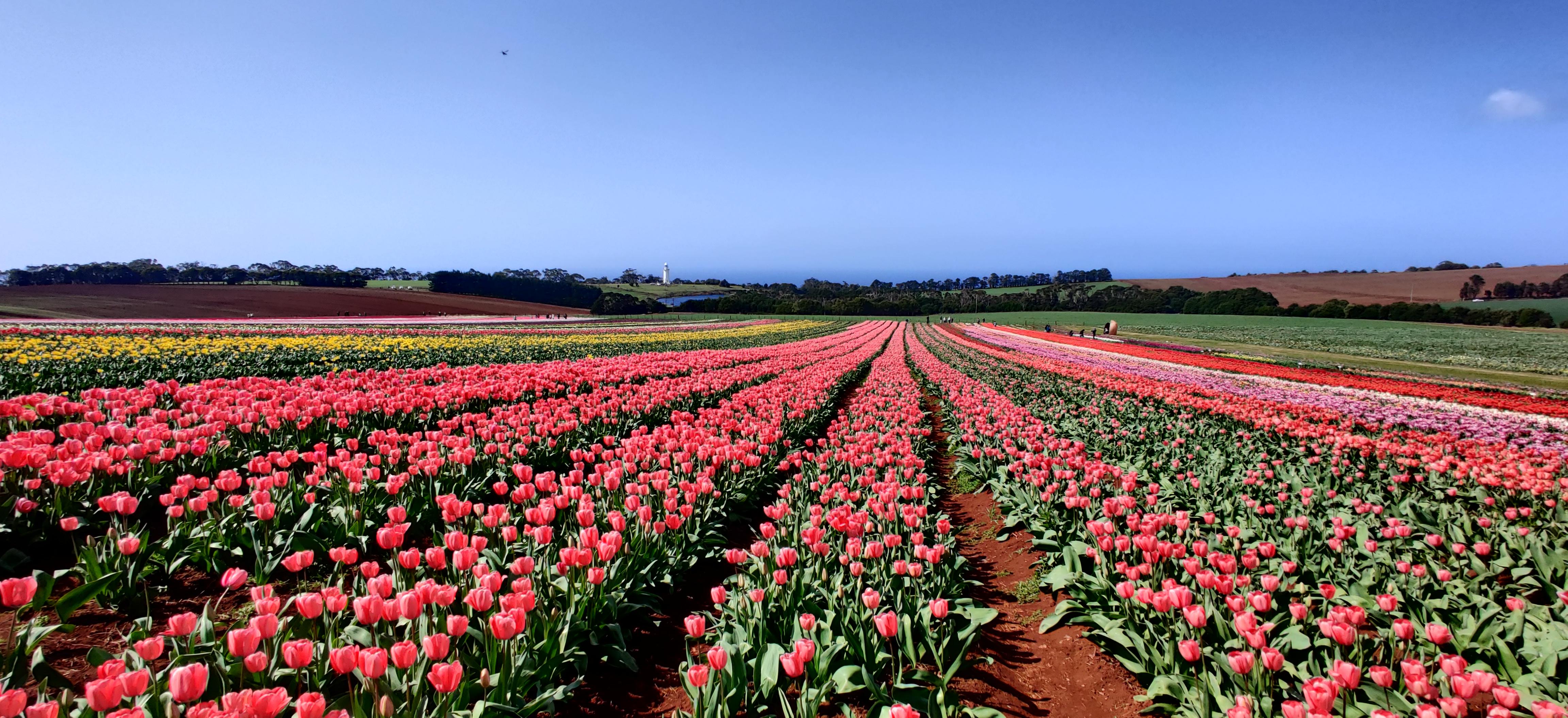 Table Cape tulips. Windy but beautiful | Scrolller