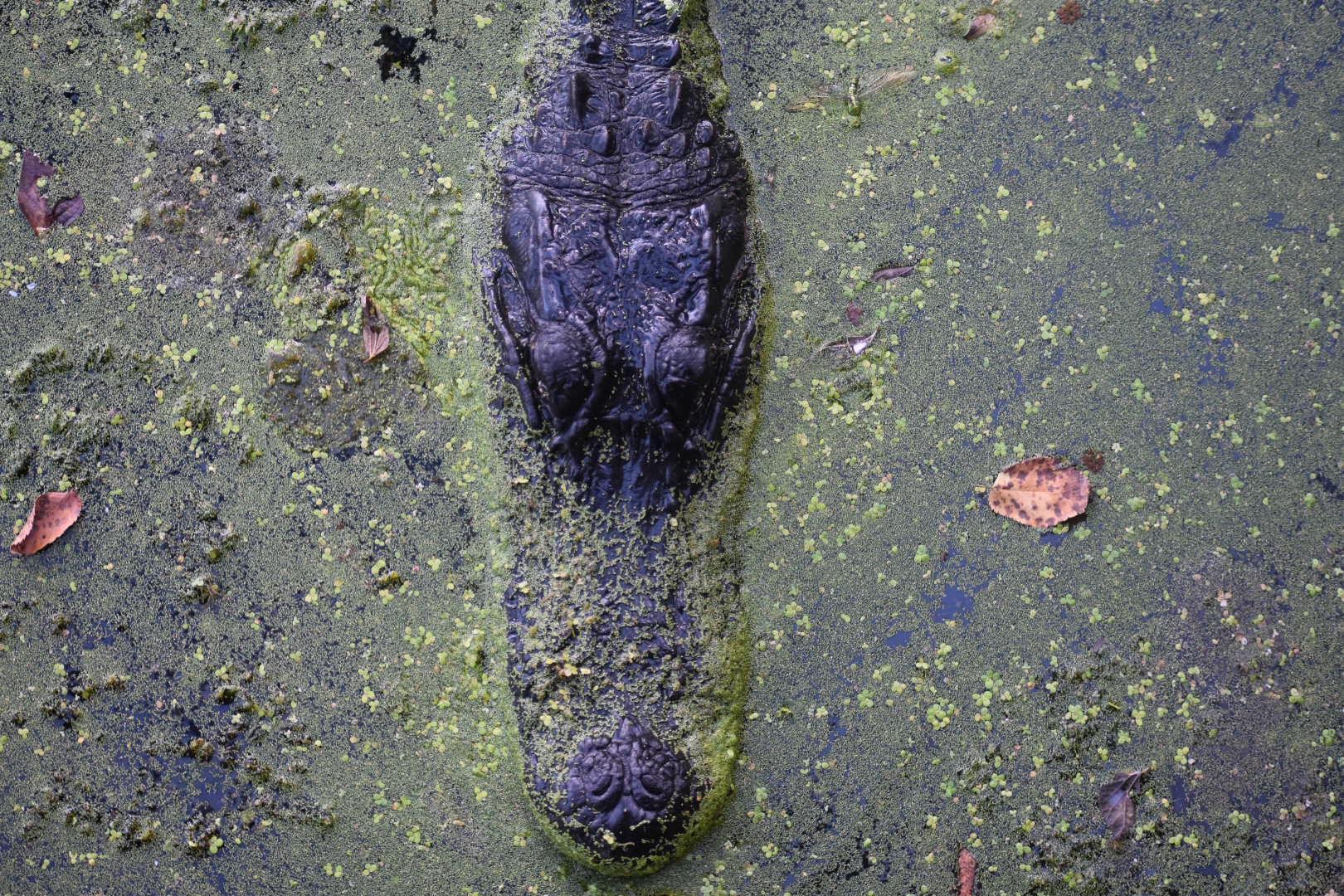Taken at Brazos Bend State Park. | Scrolller