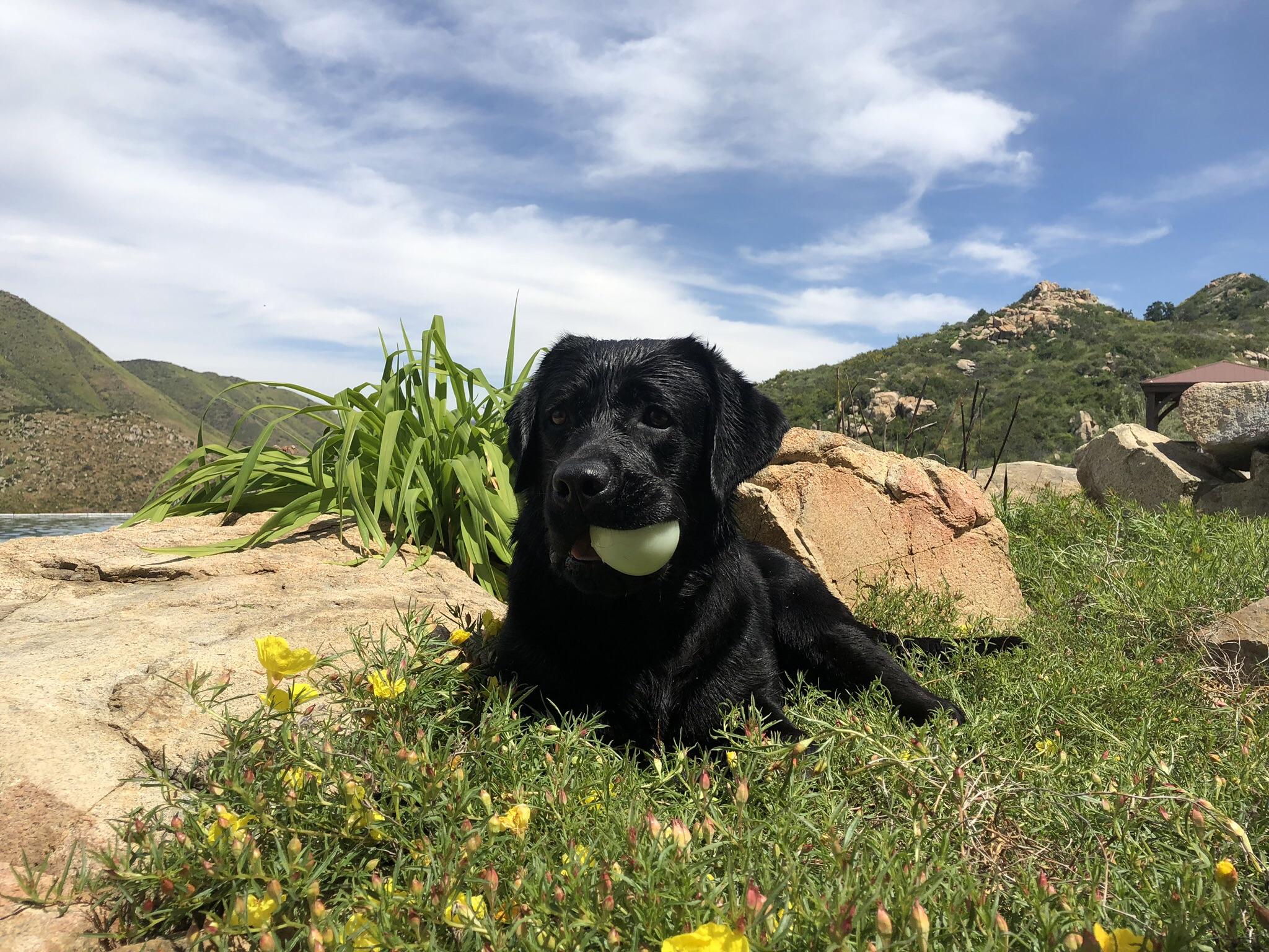 Taking a break from a long day of playing and swimming. Life is ruff. | Scrolller