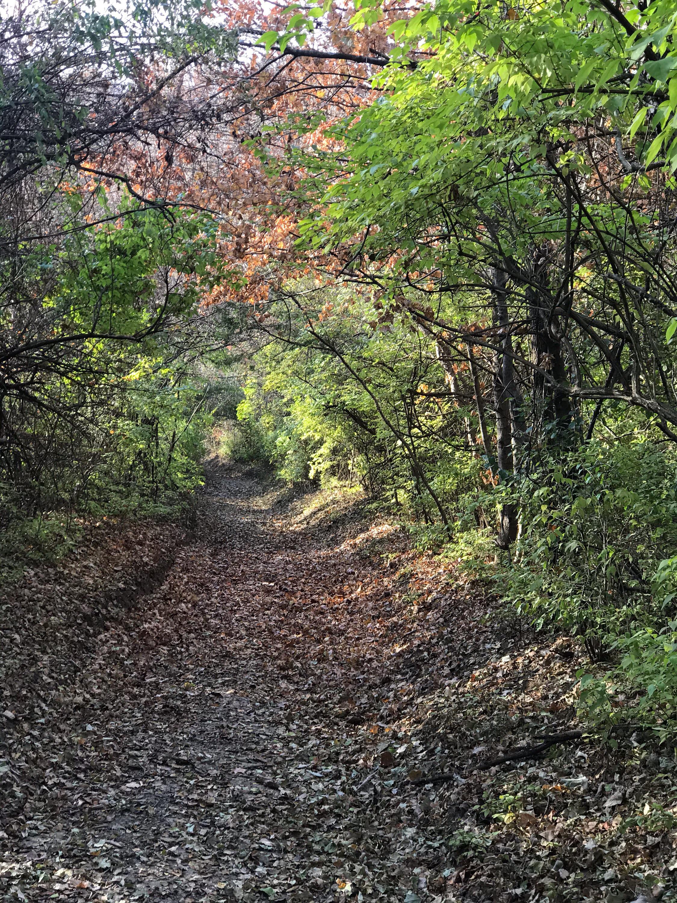 Taking a walk down the trail | Scrolller