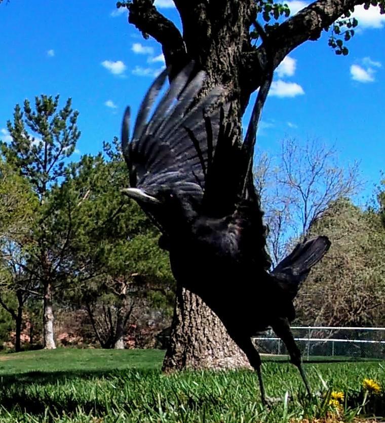 Taking Flight. | Scrolller