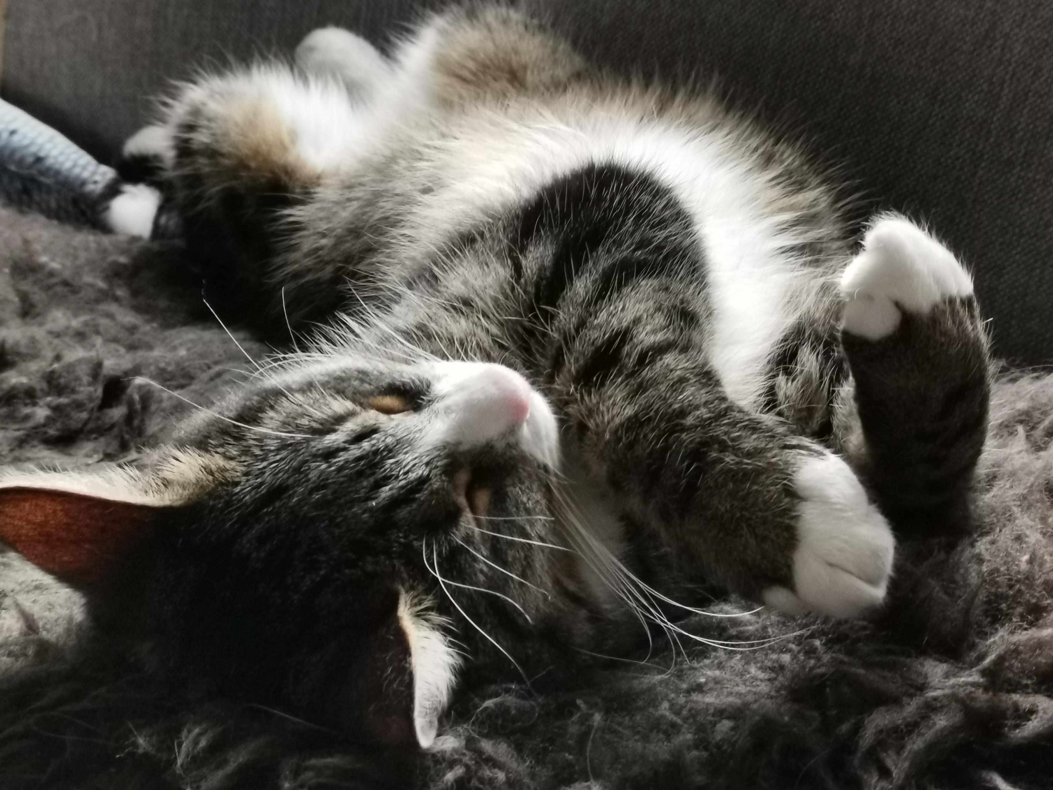 Taking that post-sleep nap | Scrolller