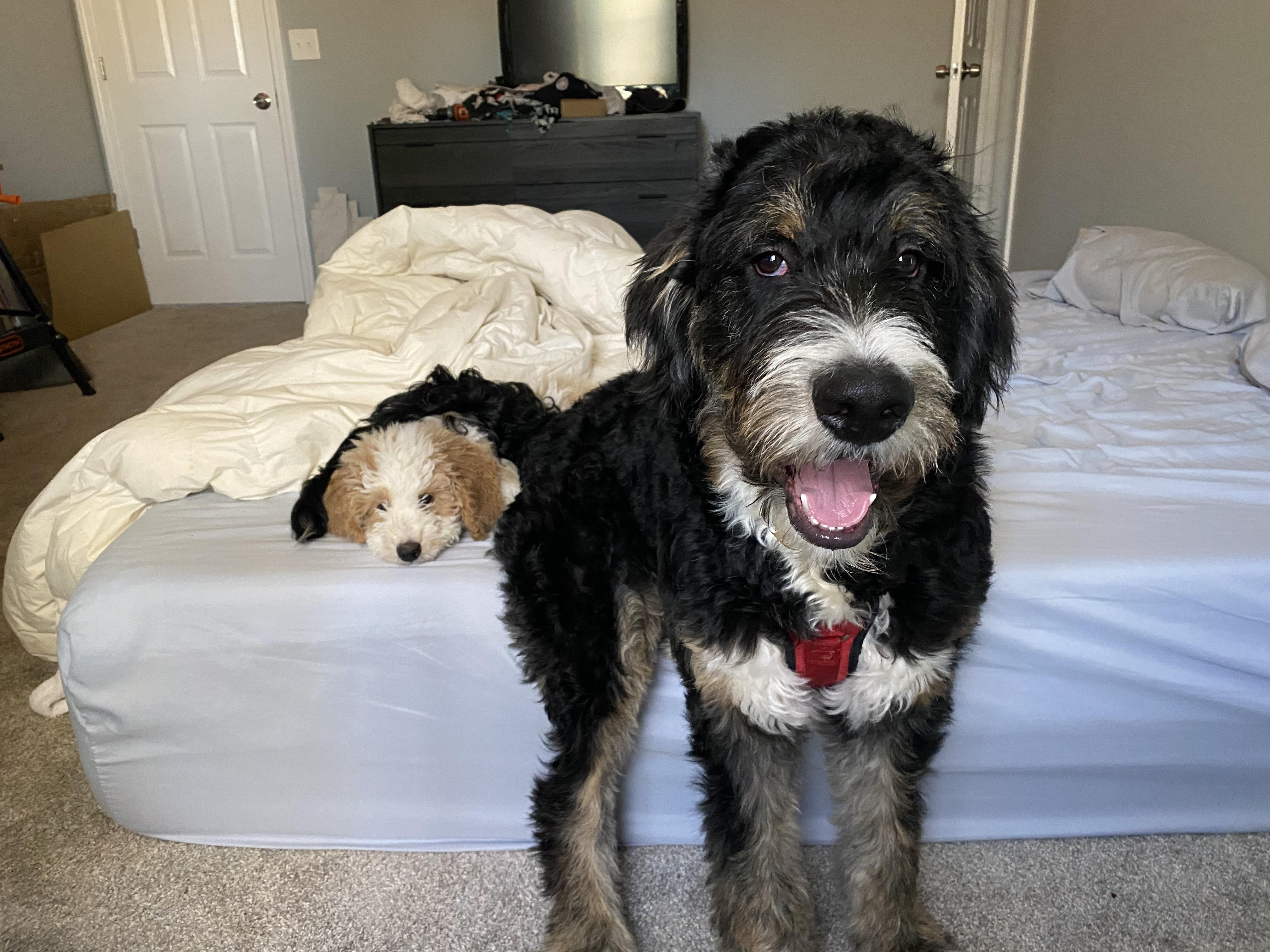 Tank, and his big brother, Dozer. | Scrolller