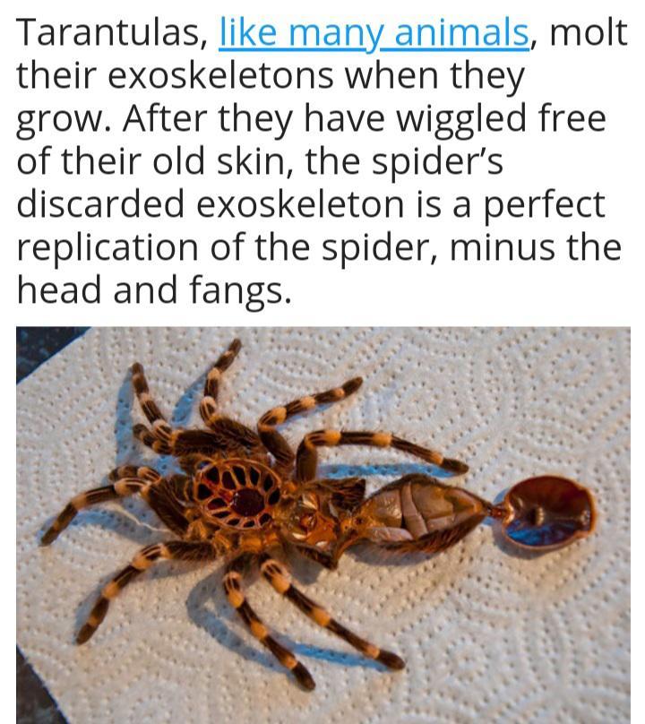 🕷Tarantula Molting it's outer skin 😖 | Scrolller