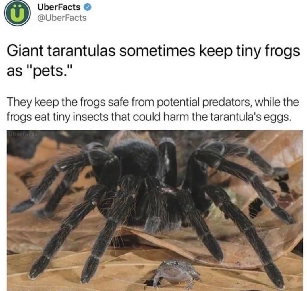 Tarantulas | Scrolller