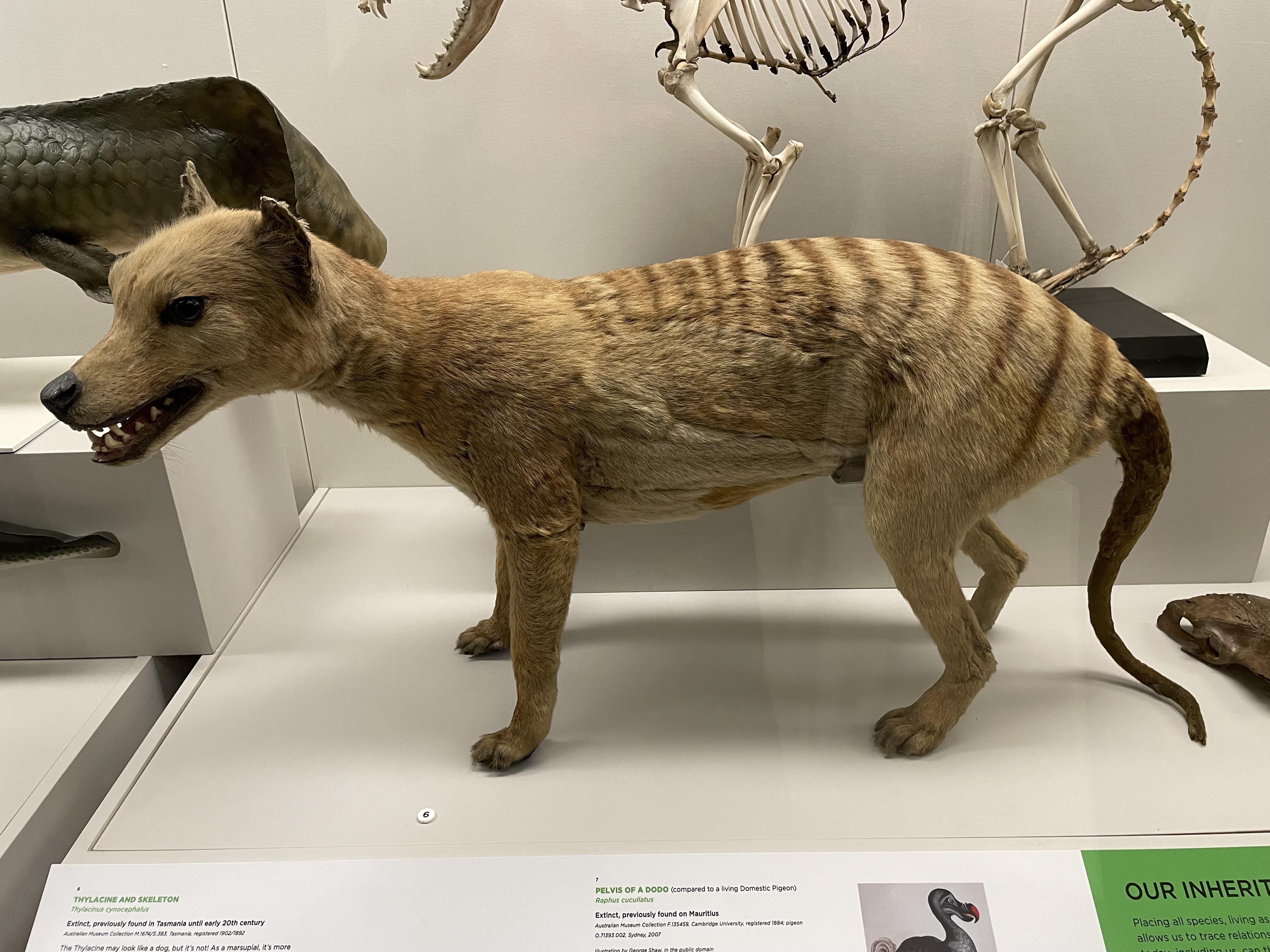Tasmanian Tiger in the Australian Museum | Scrolller