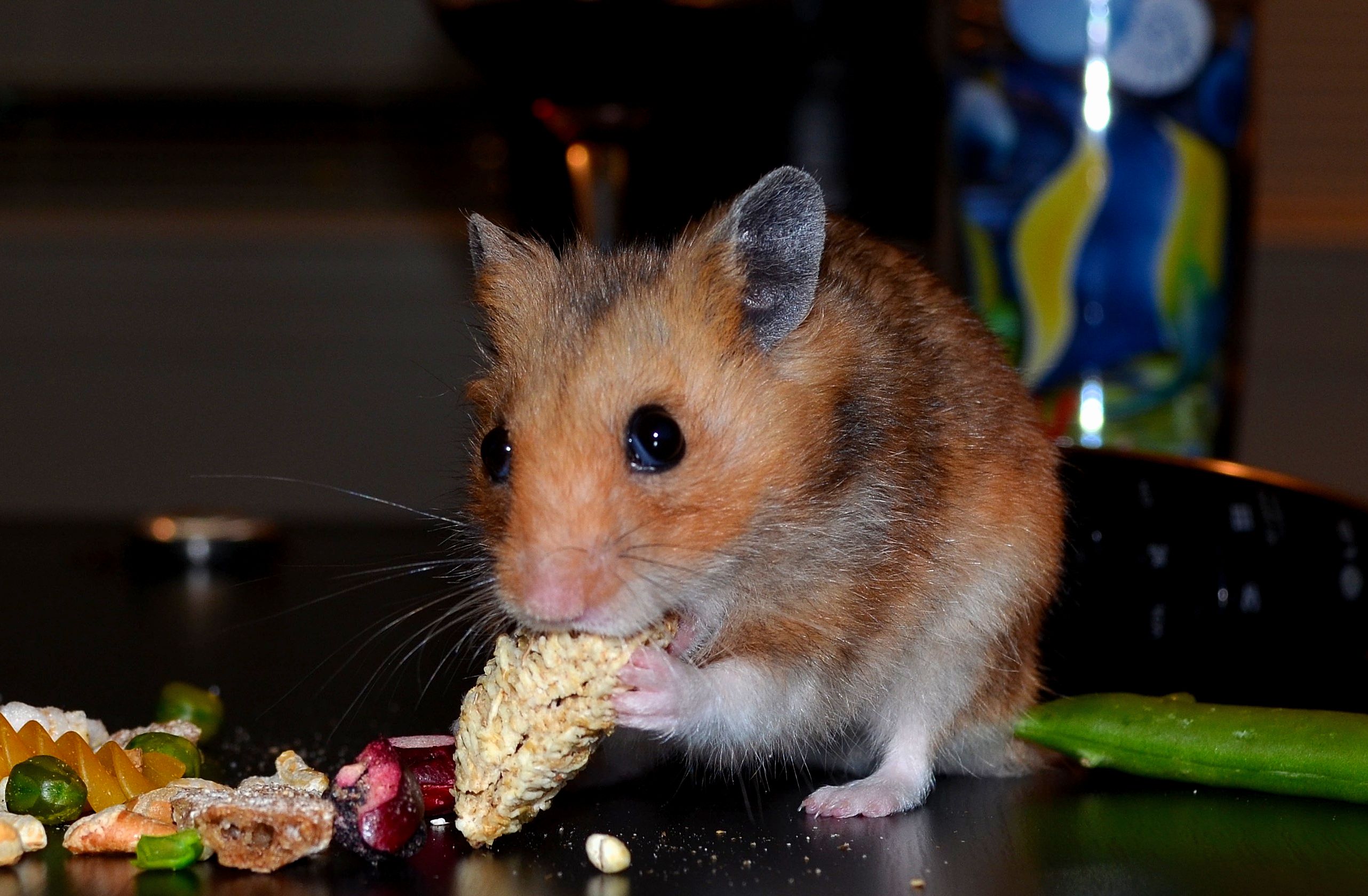 Tater Tot, destroyer of treats is almost 2 years old! | Scrolller