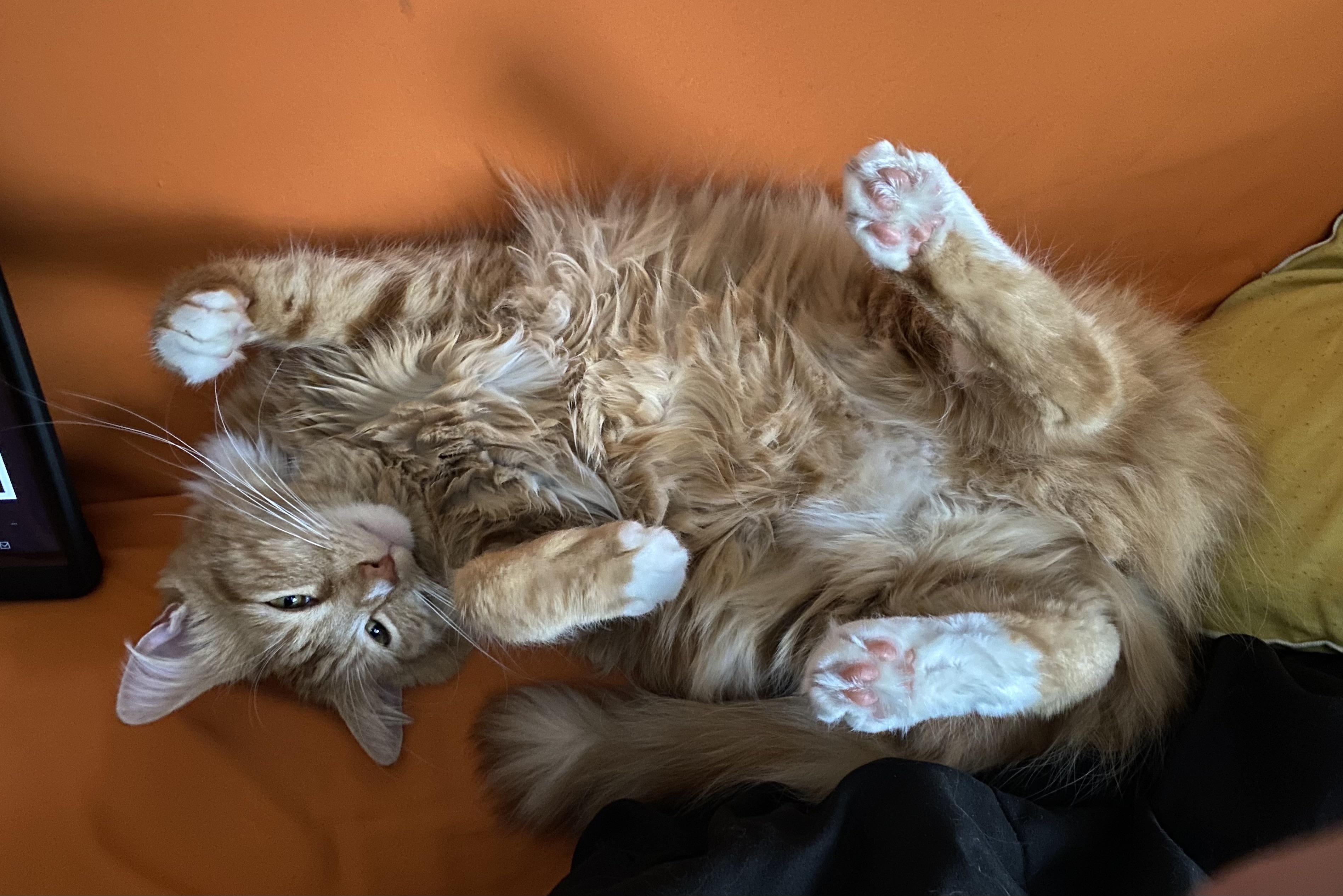 Tater Tot exposing his belly floof | Scrolller