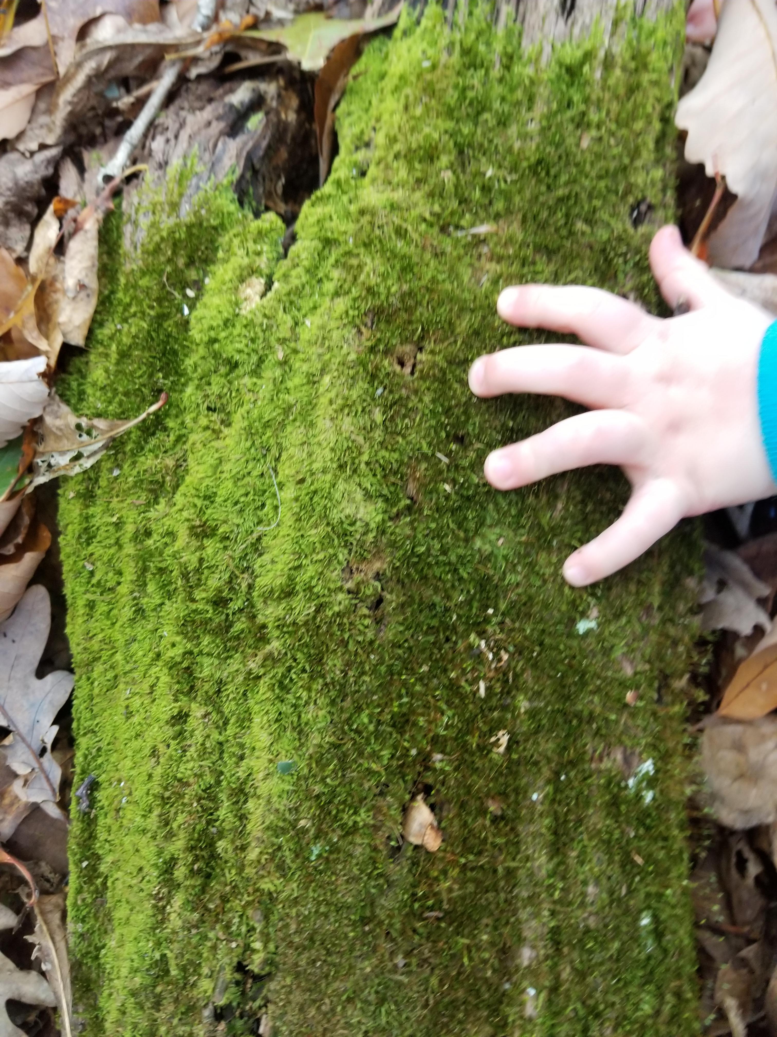 Teaching the next generation to appreciate moss | Scrolller