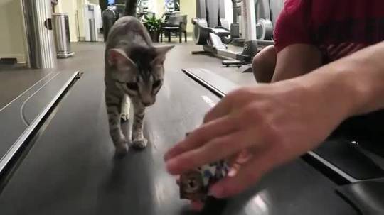 Teasing on the treadmill | Scrolller