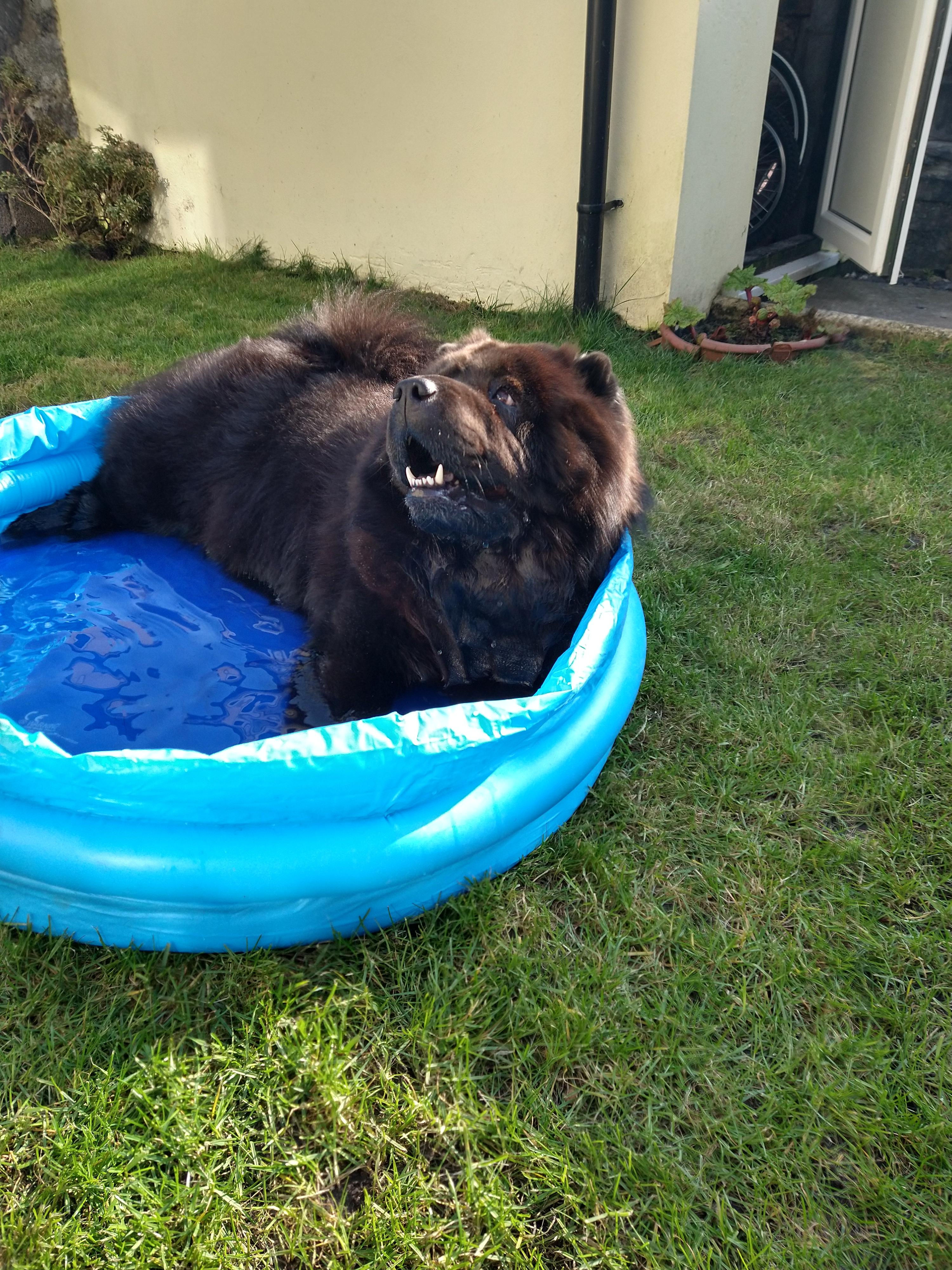 Teddy enjoying his time self isolation. | Scrolller