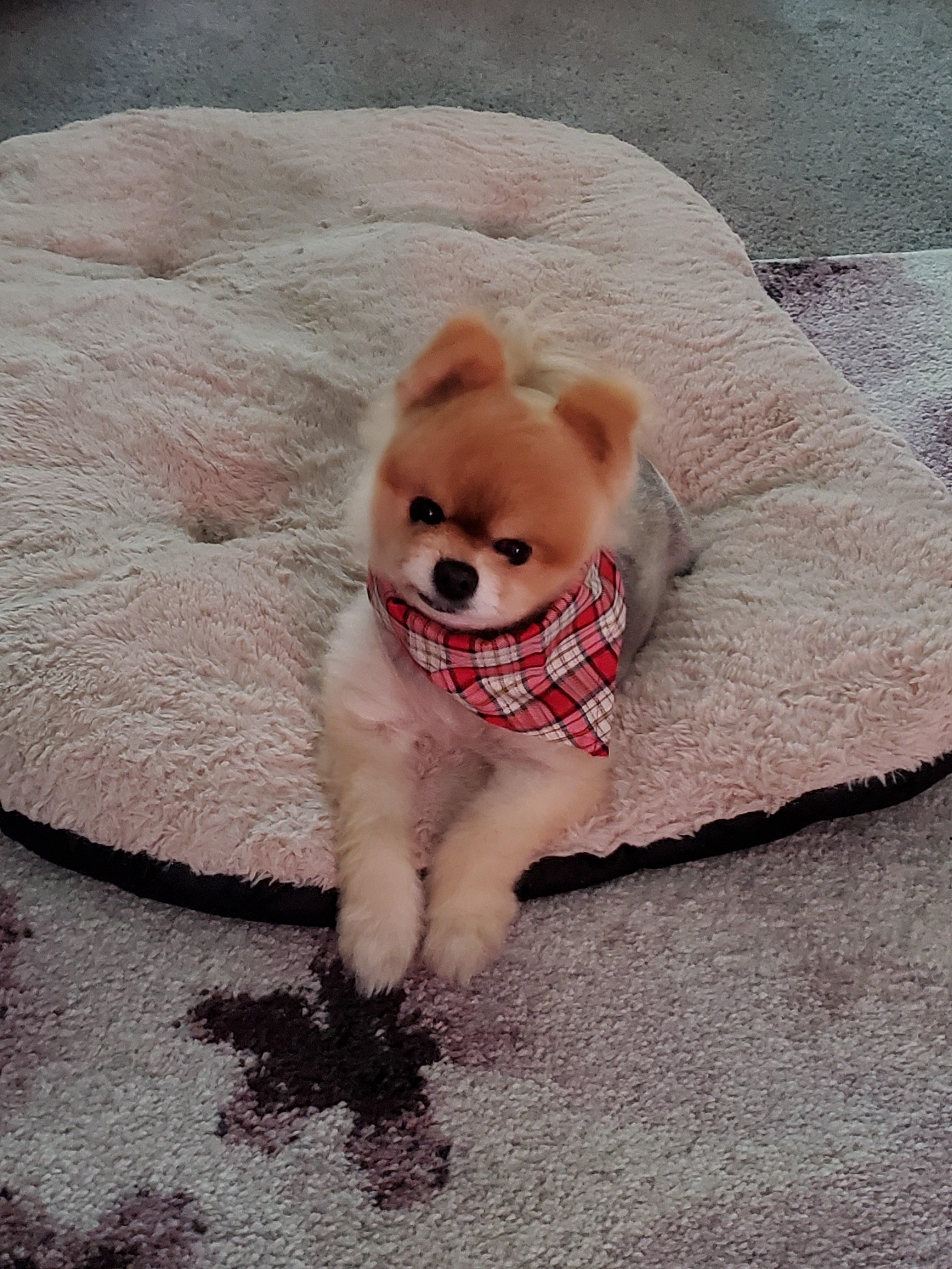 Teddy my Baby Boy | Scrolller