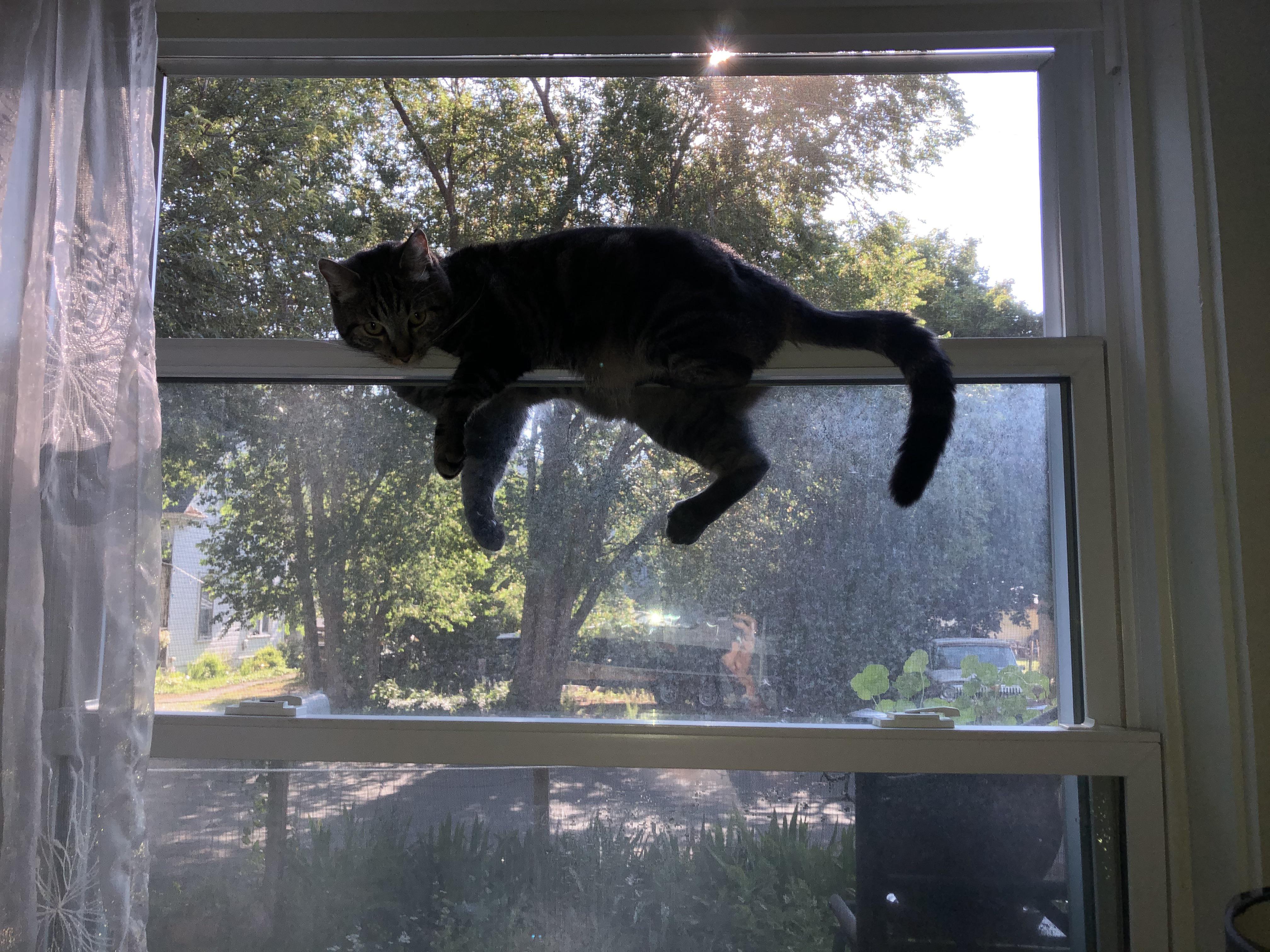 Teddy window dangling | Scrolller