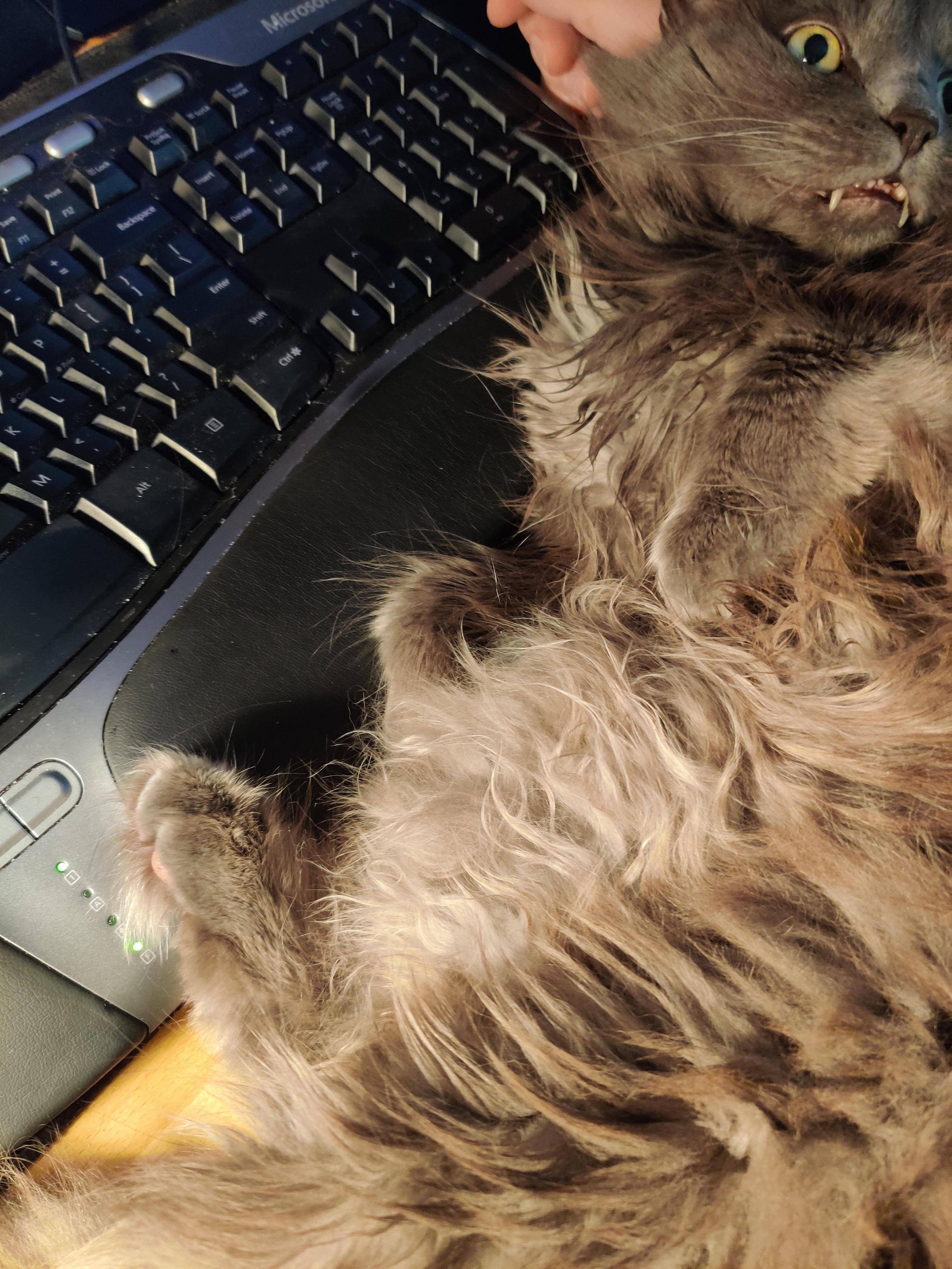 Teefies interrupting my morning work routine. | Scrolller