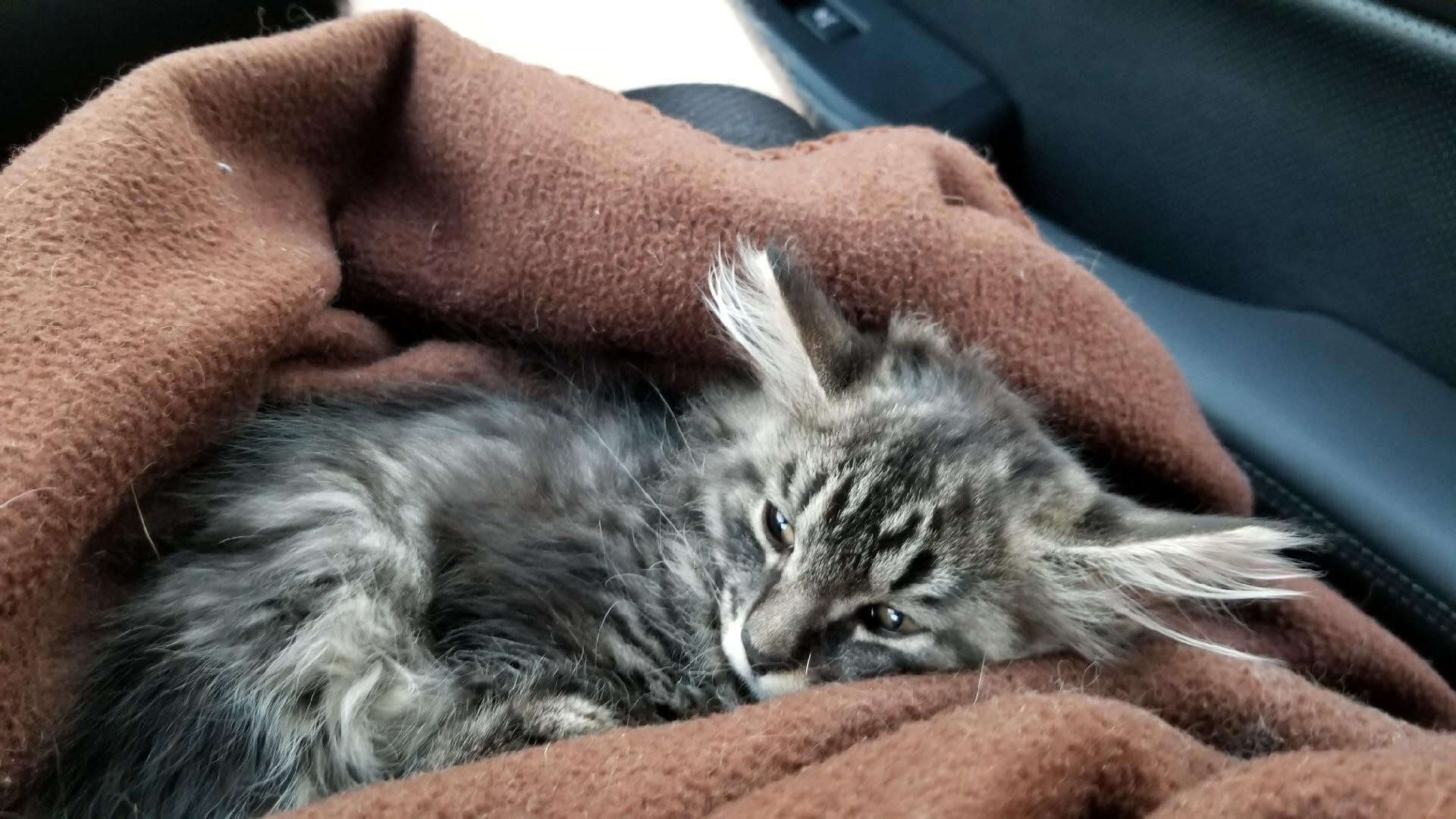 Tequila my Maine Coon Princess she was about 6 weeks old there. | Scrolller