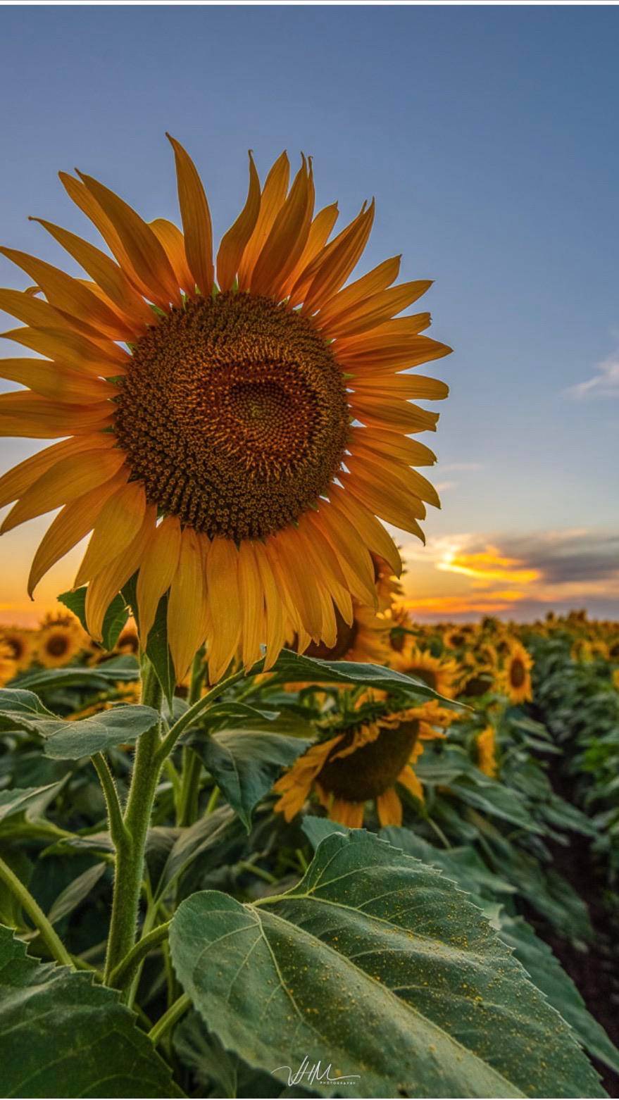 Texas Sunflowers | Scrolller