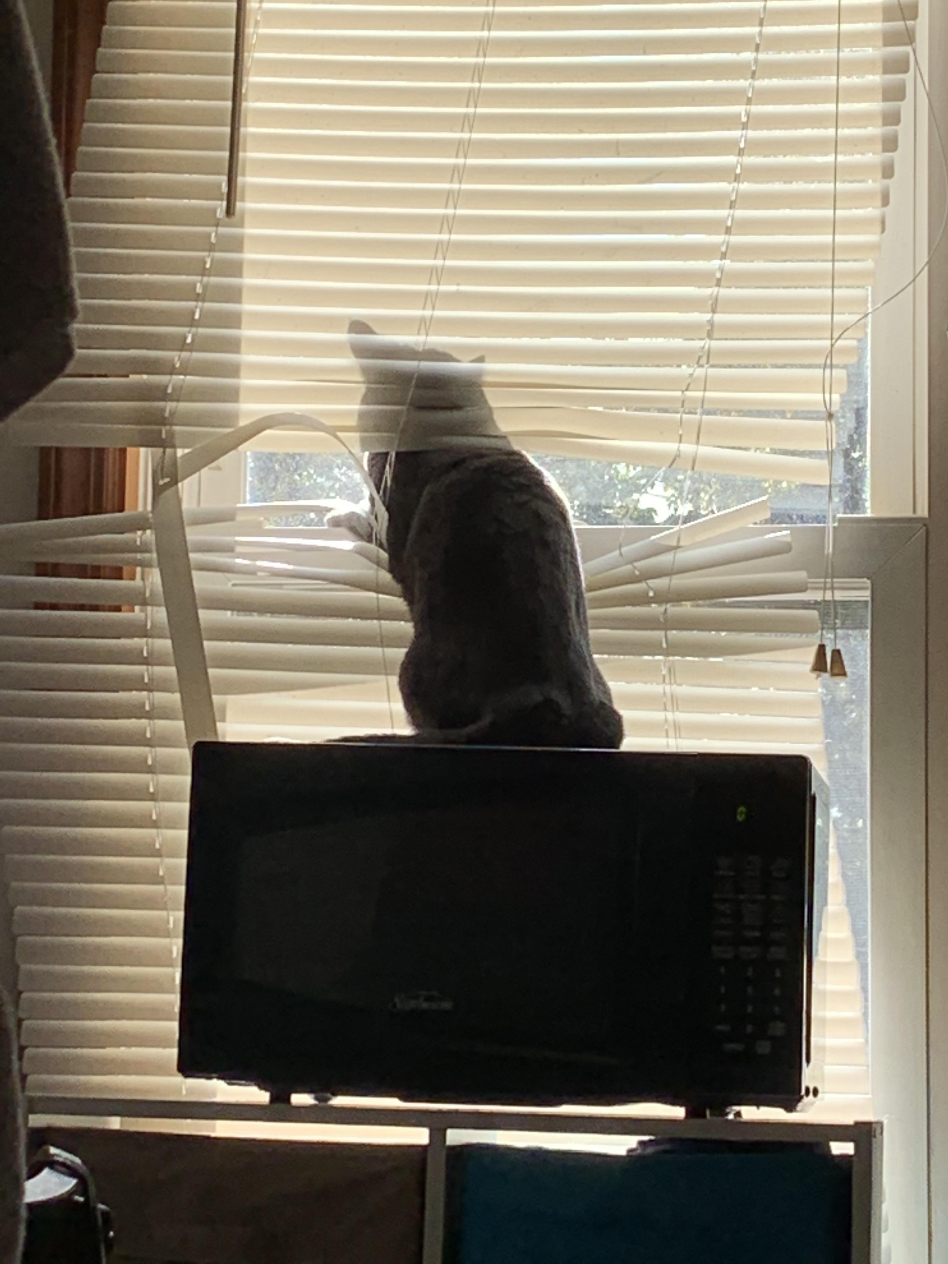 Thanks for ruining the blinds.. | Scrolller