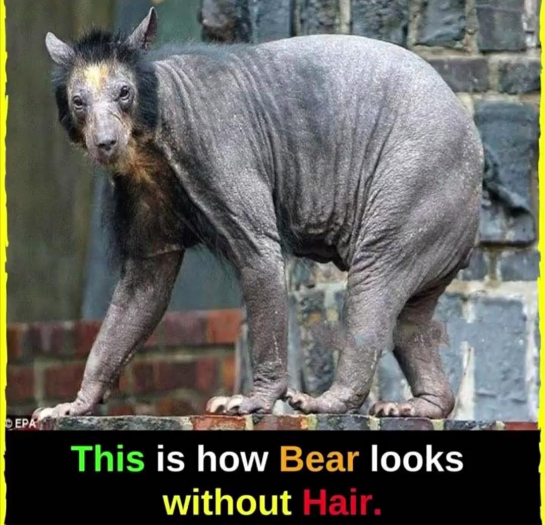 Thanks I hate it hairless bear | Scrolller