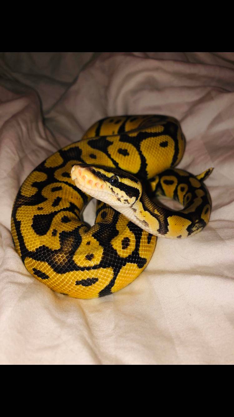 That post shed glow | Scrolller