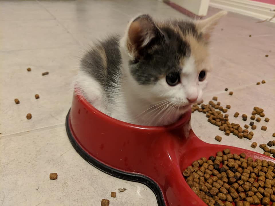 thats meant for kibble | Scrolller