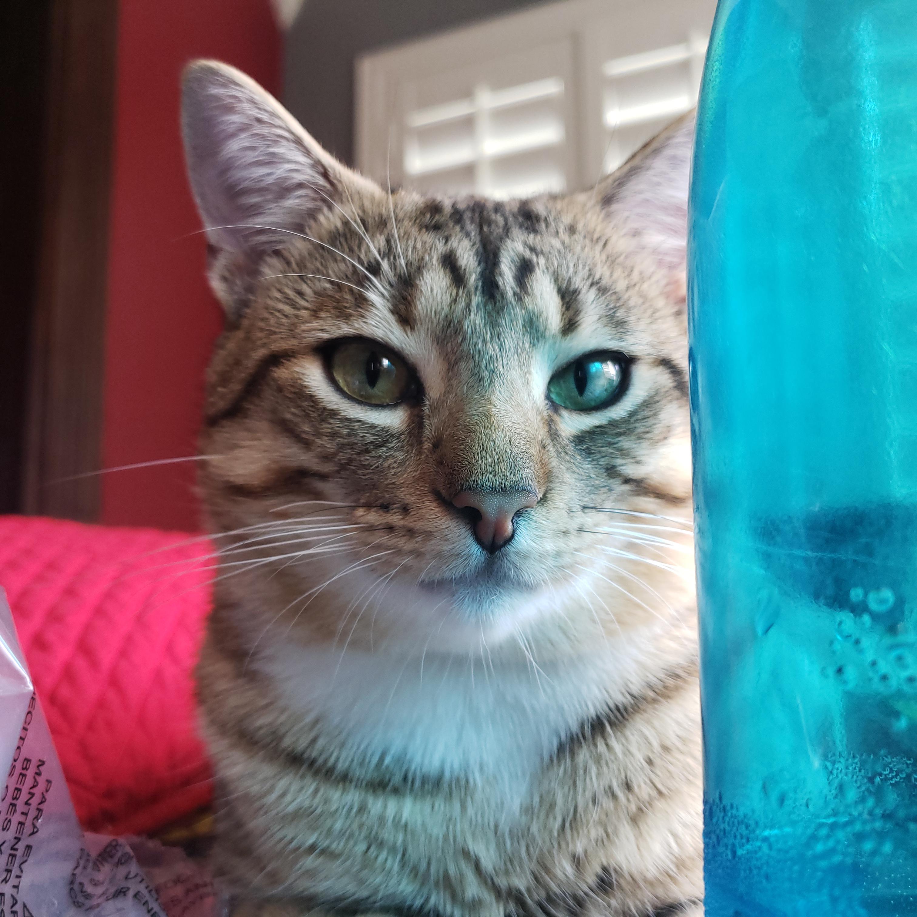 That's not my cat, that's my dawg | Scrolller